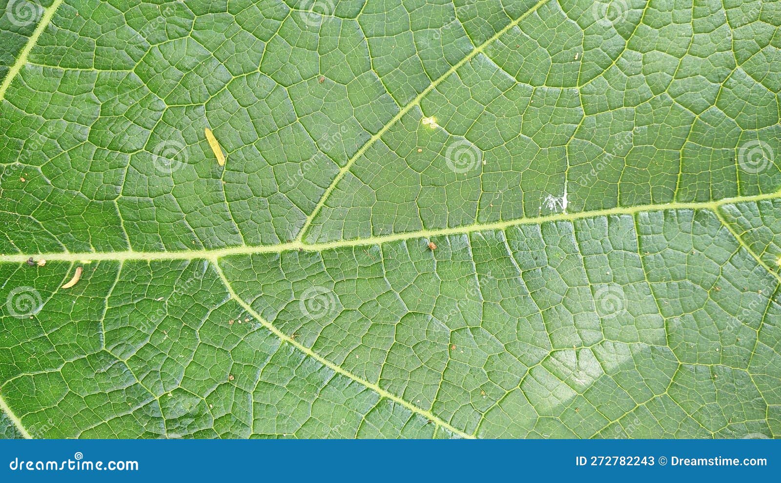 Leaves with a Rough Texture on the Soft Surface Below Stock Image ...