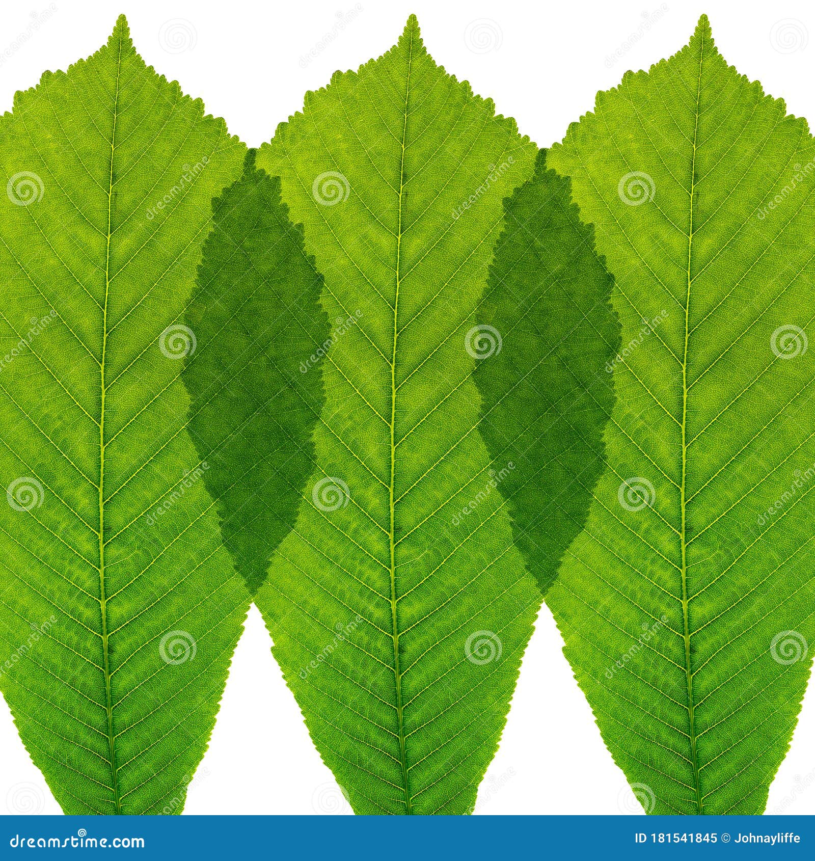 Leaves in a Row on a White Background Stock Image - Image of background ...
