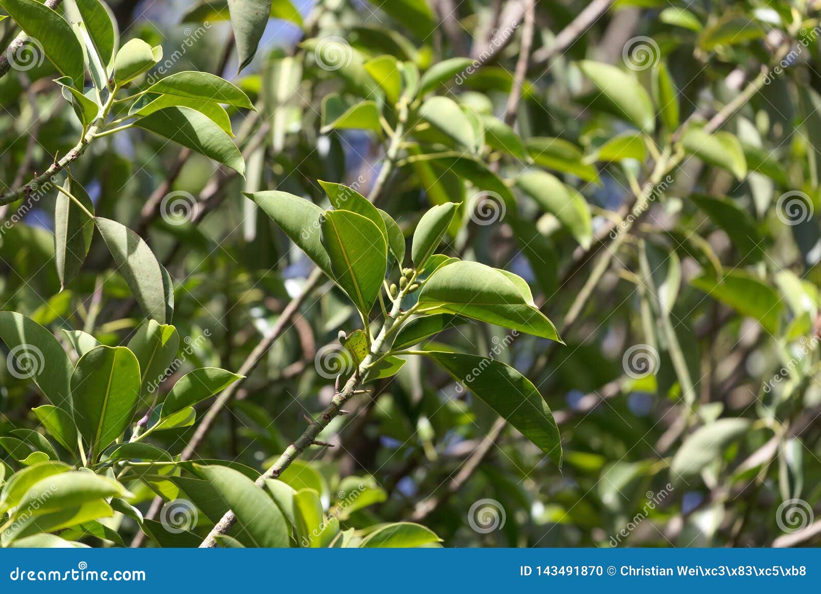 Leaves of a Rubber Fig, Ficus Elastica Stock Photo - Image of flower ...