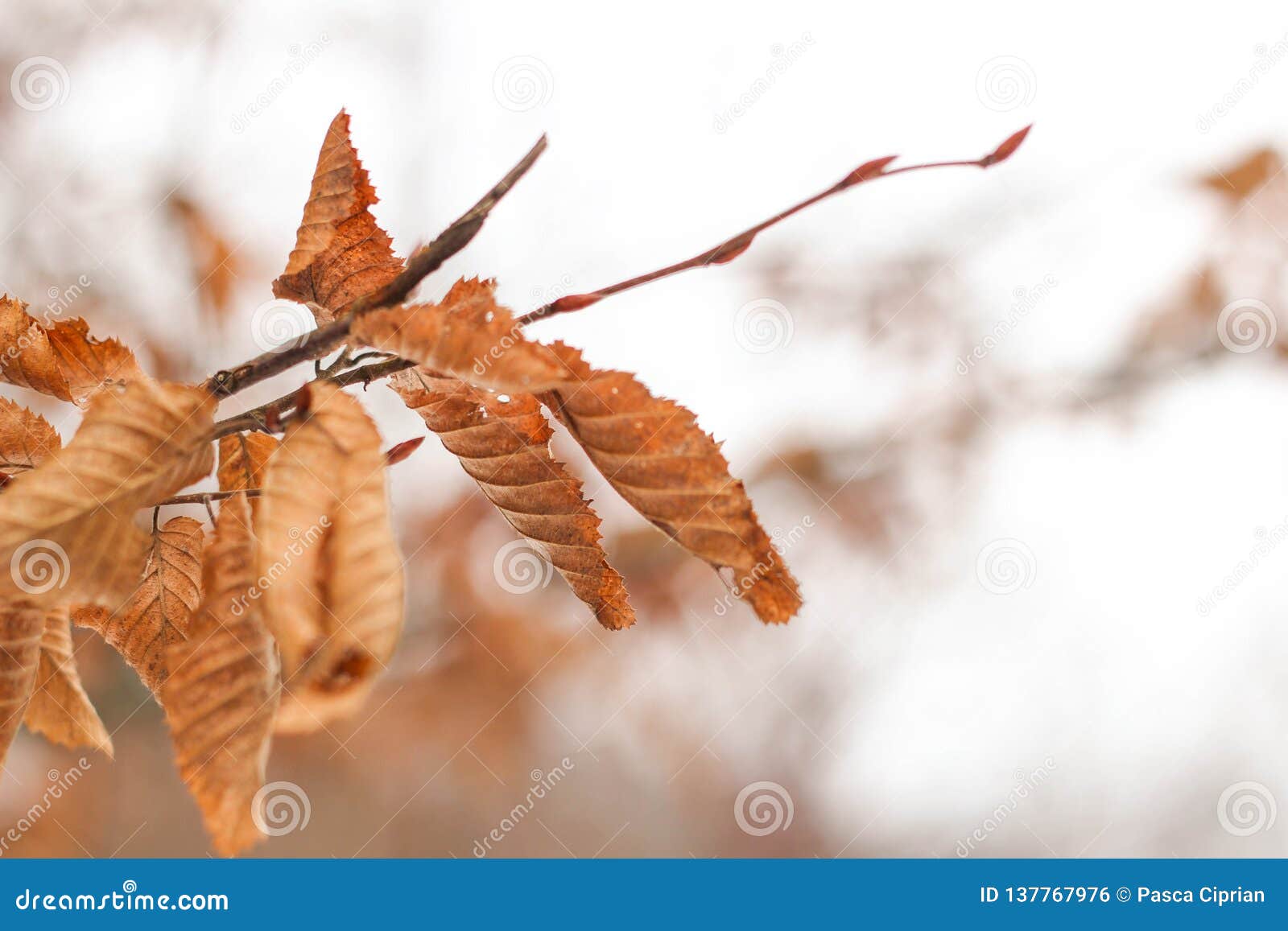 Leaves rust in winter stock photo. Image of leaves, rust - 137767976