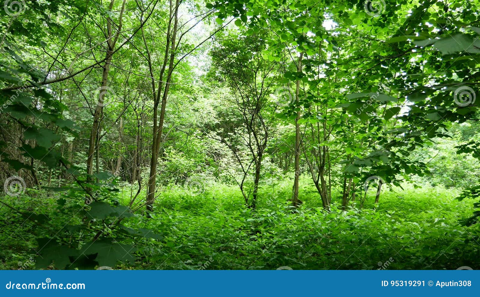 Leaves Rustle from the Wind in the Forest. Landscape Stock Video ...