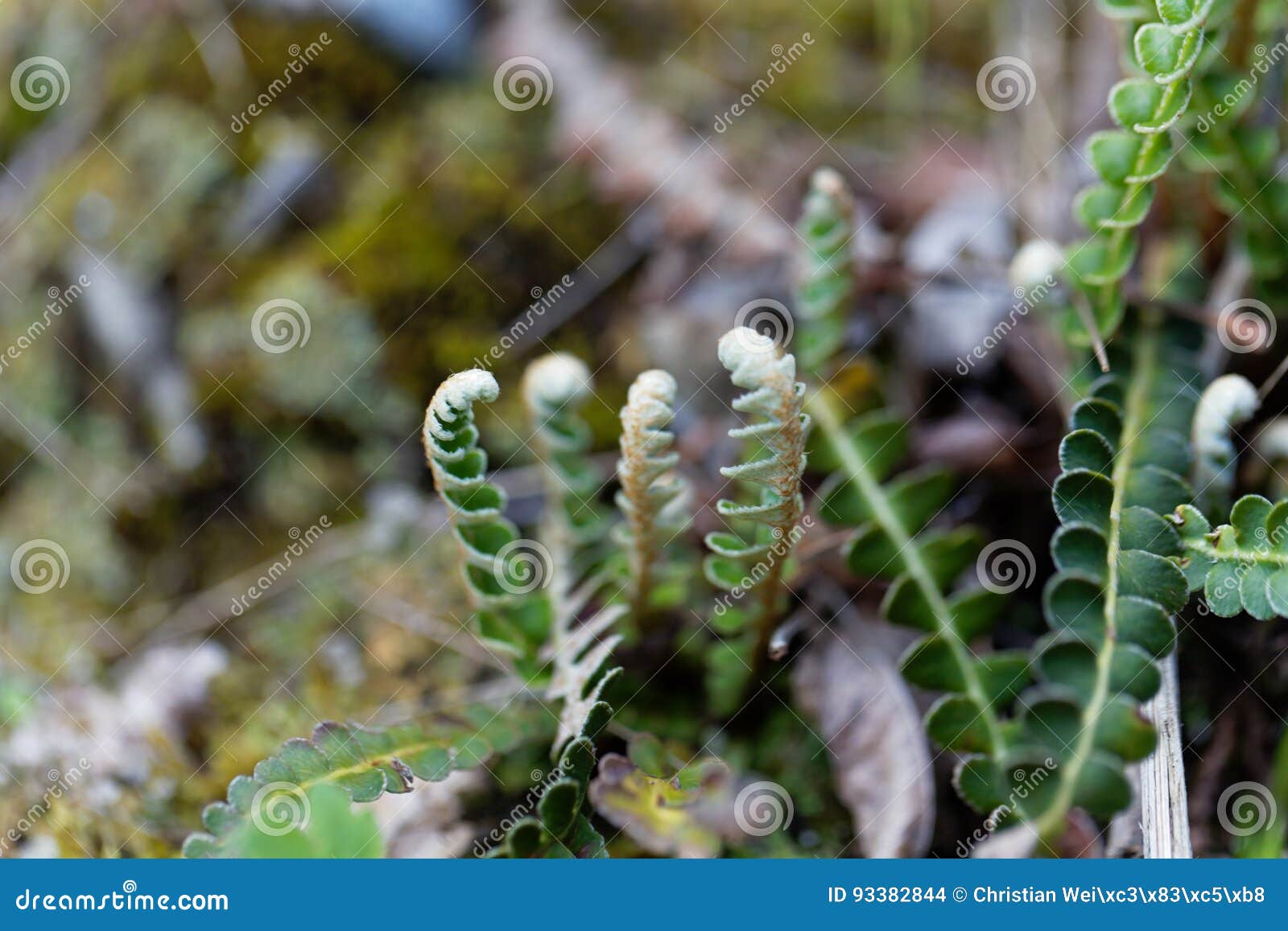 Leaves of a Rustyback Fern Asplenium Ceterach Stock Photo - Image of ...