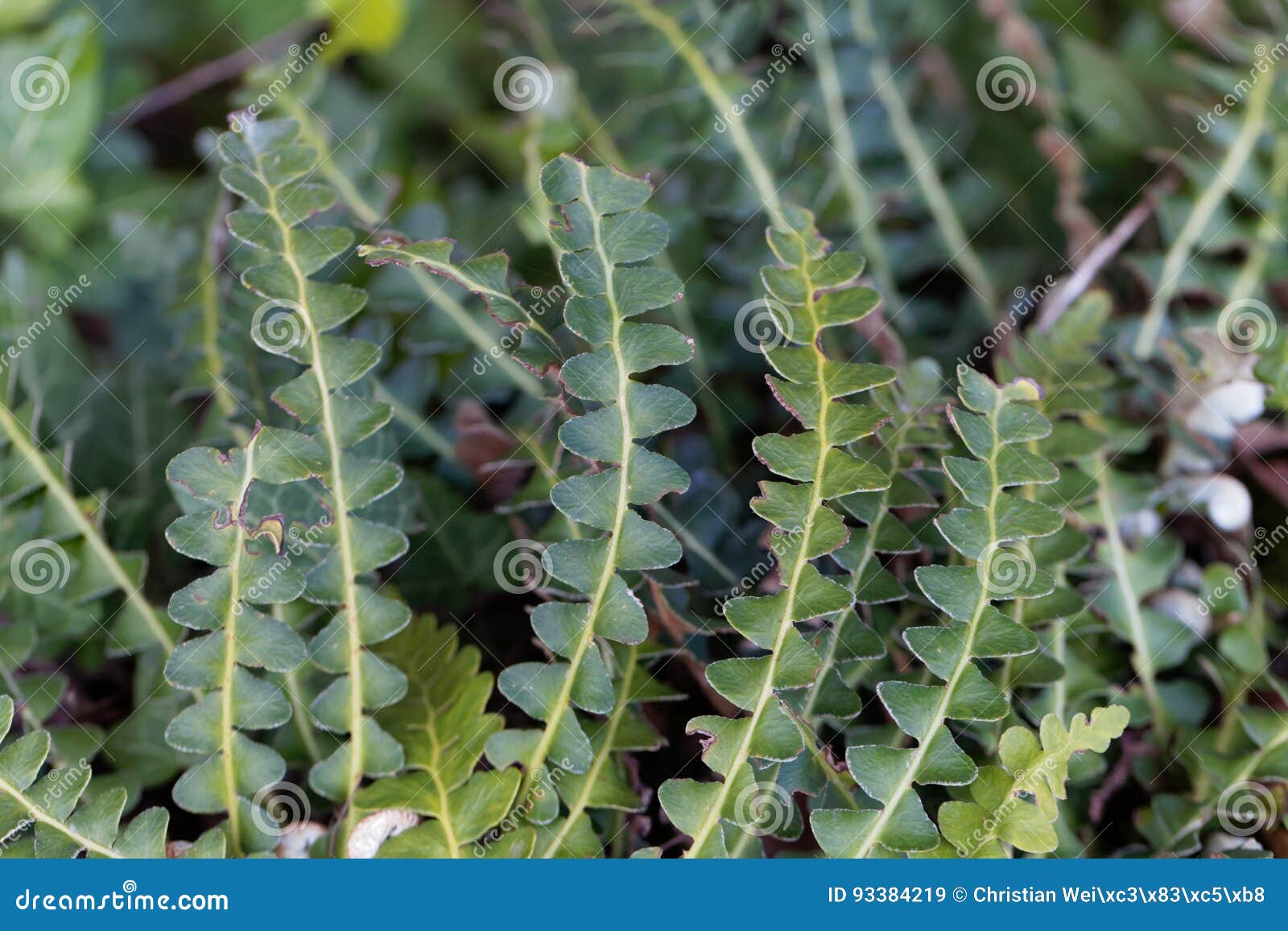 Leaves of a Rustyback Fern Asplenium Ceterach Stock Image - Image of ...