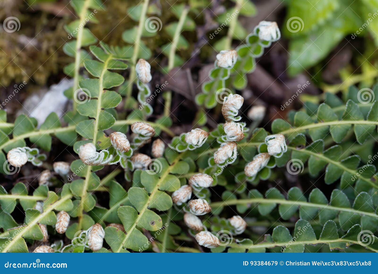 Leaves of a Rustyback Fern Asplenium Ceterach Stock Image - Image of ...