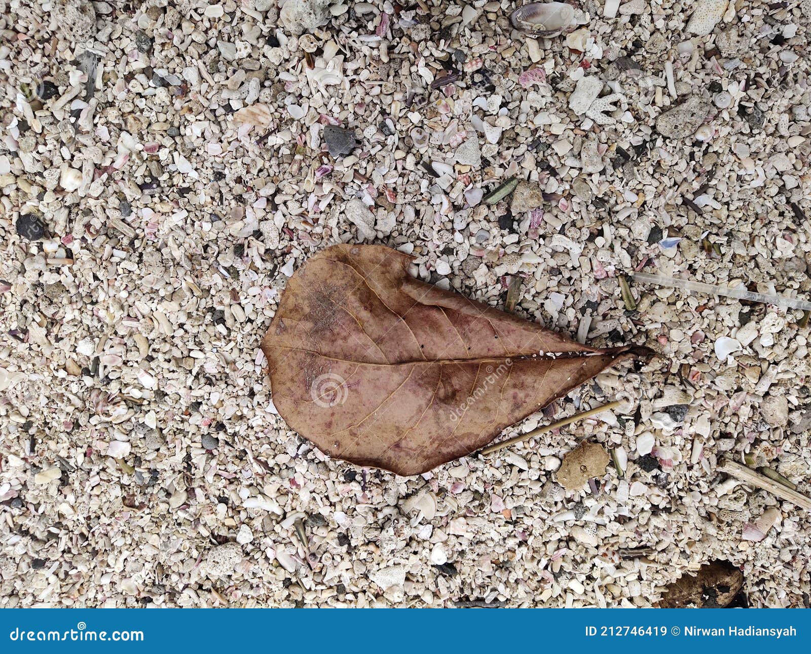 Leaves on the sand stock image. Image of nature, leaves - 212746419