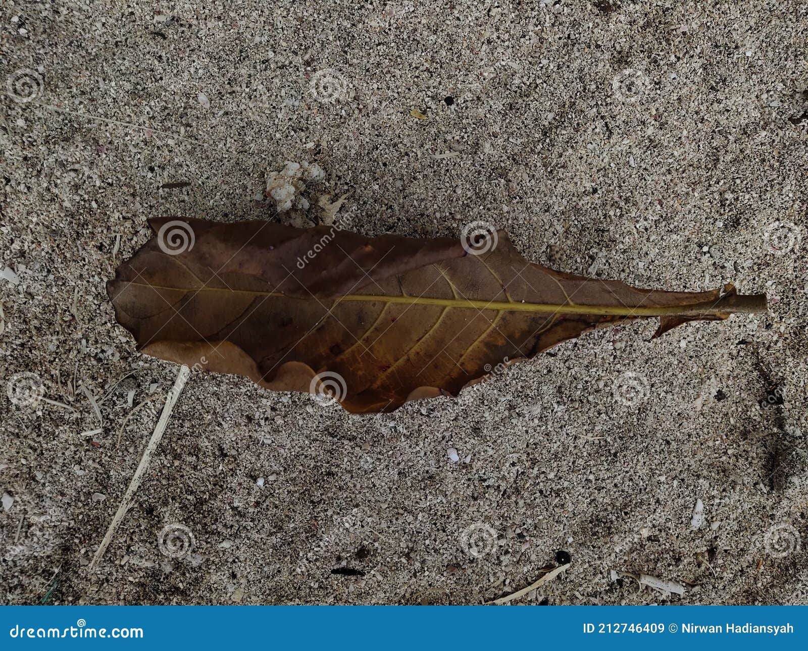 Leaves on the sand stock image. Image of invertebrate - 212746409