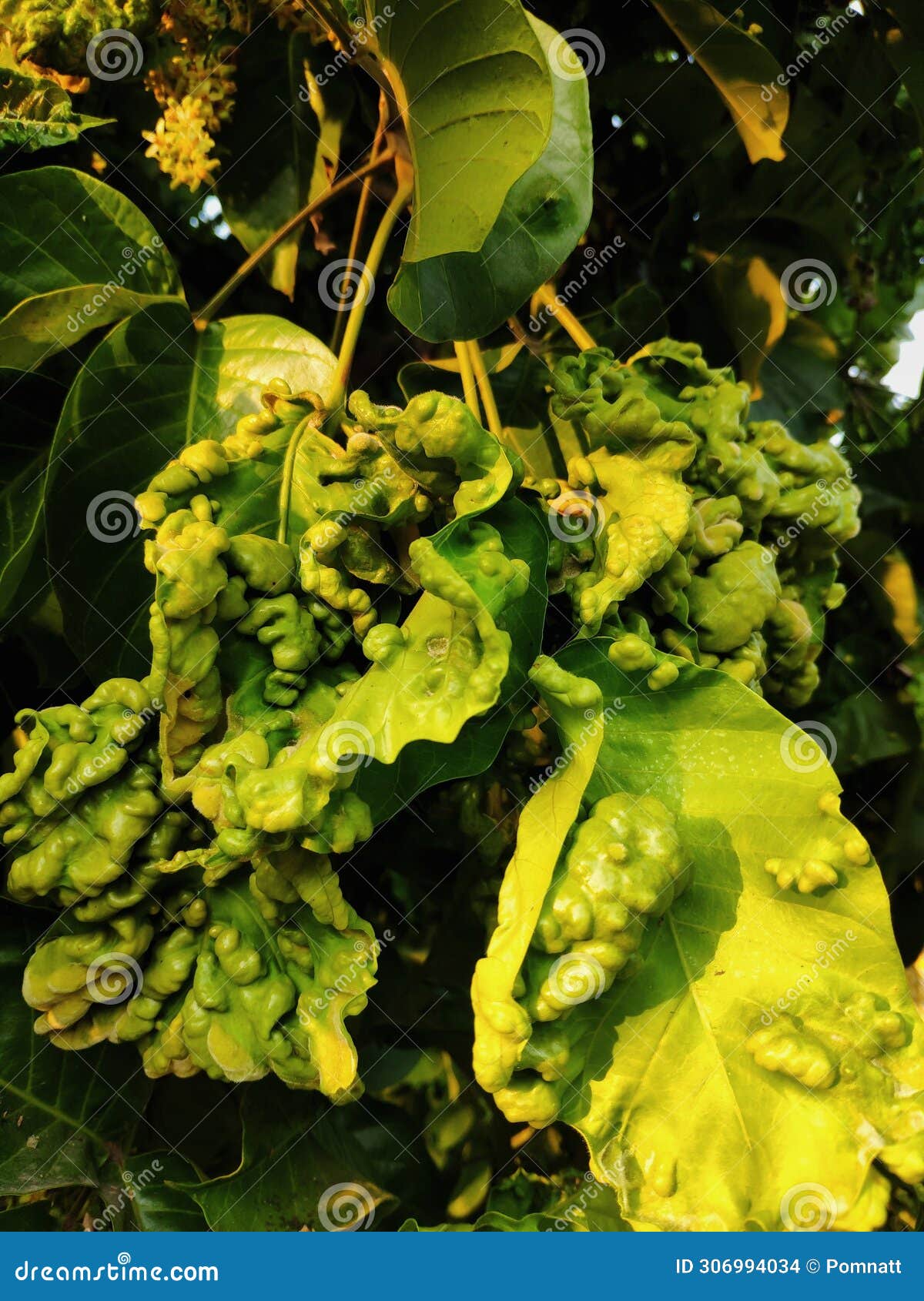The Leaves of the Santol Tree are Damaged by Velvet Mites Stock Photo ...