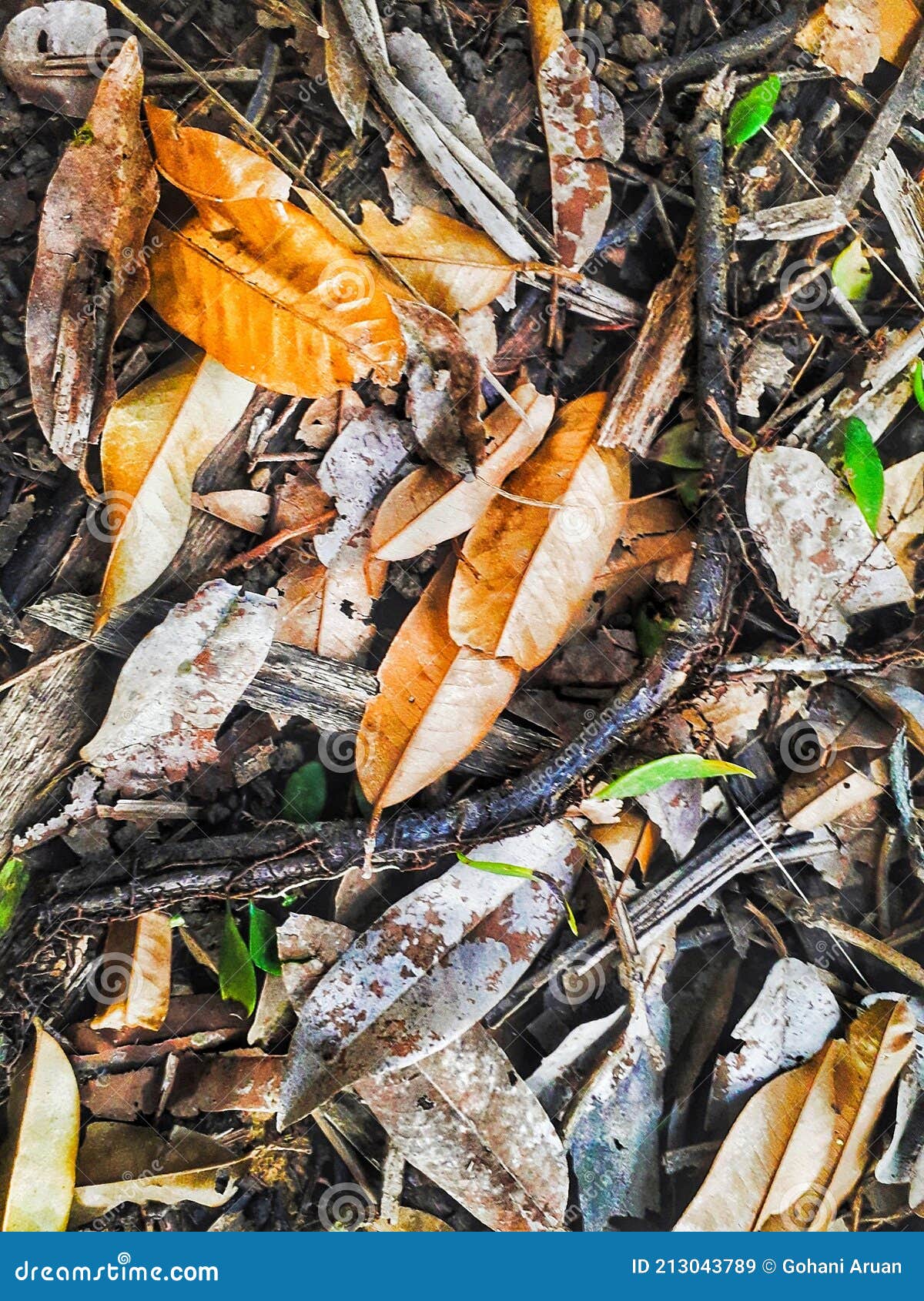 Leaves Scattered in the Forest Stock Image - Image of leaves, scattered ...