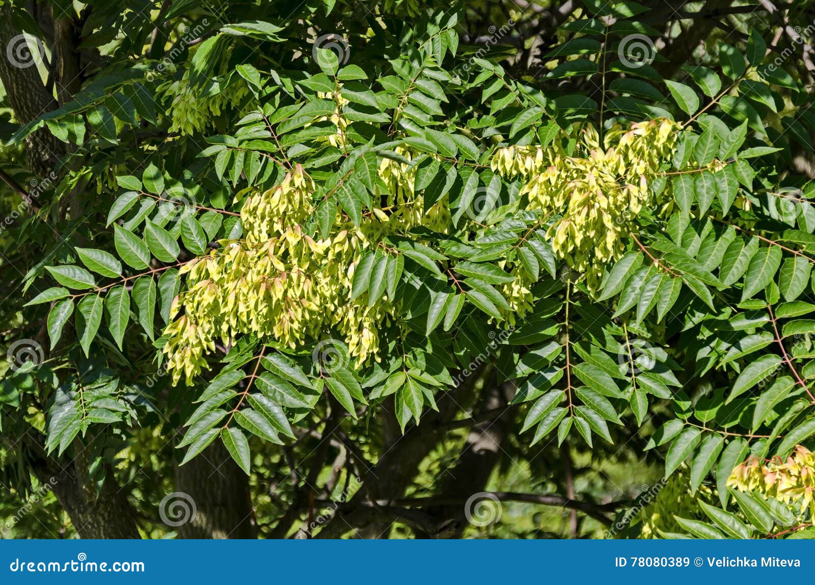 Leaves and Seed at Tree of Heaven or Ailanthus Altissima Stock Image ...