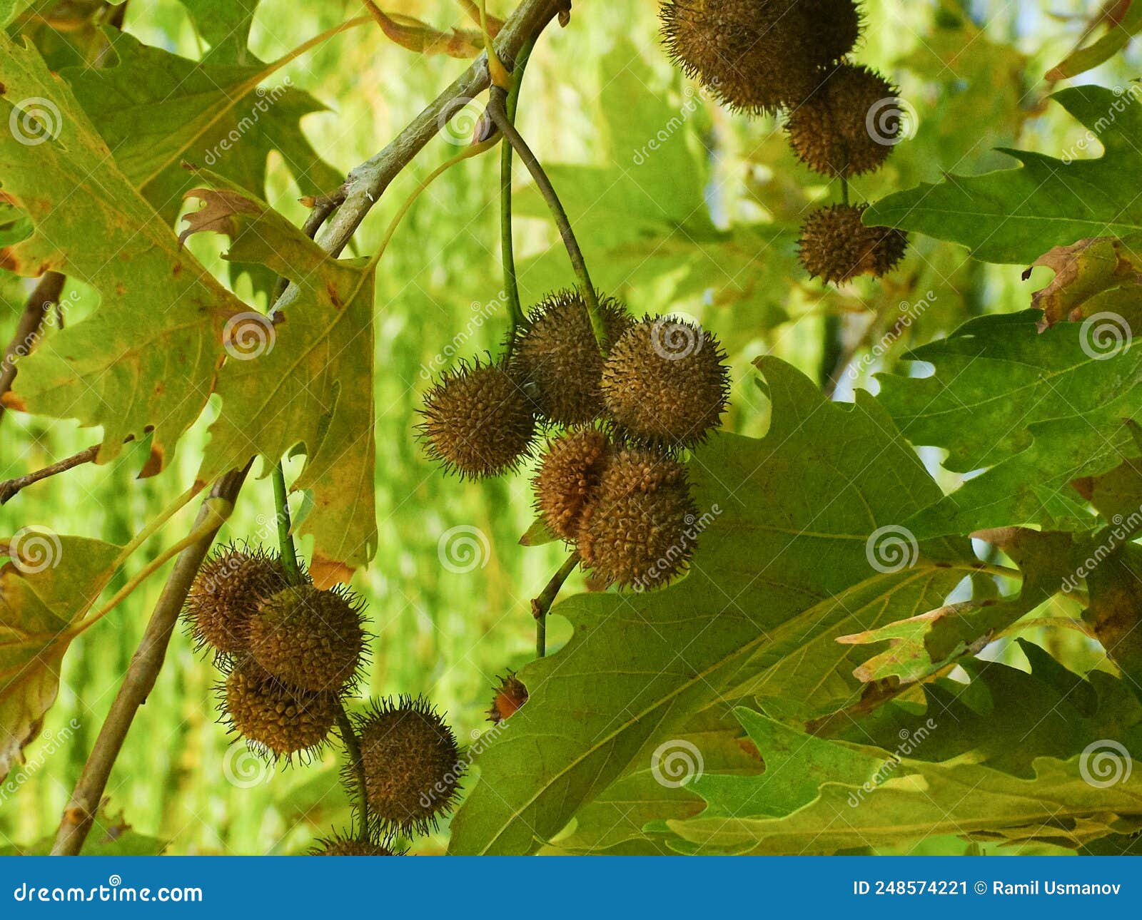 Leaves and Seeds of a Plane Tree on a Bright Sunny Day Stock Image ...
