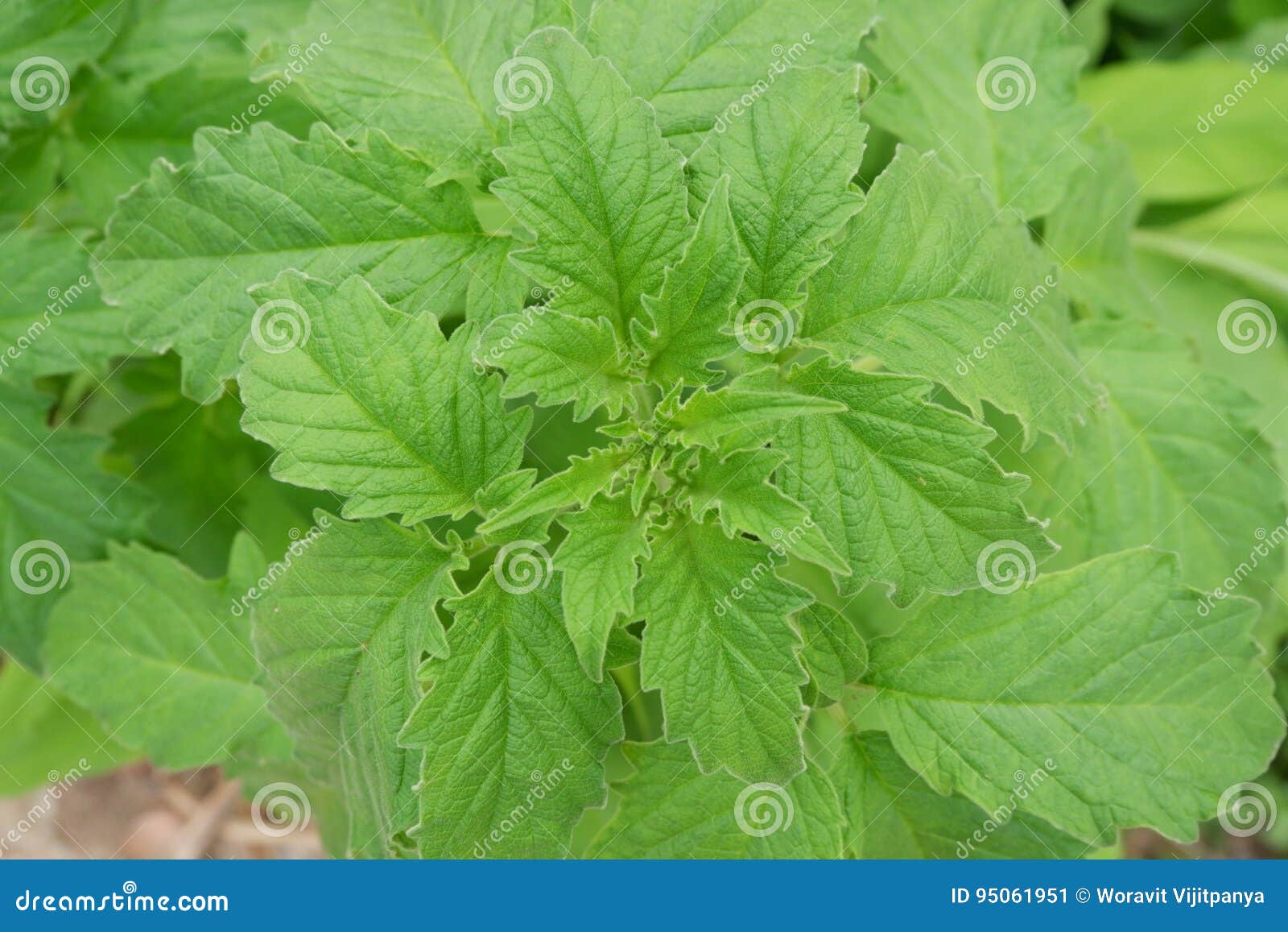 Leaves sesame stock image. Image of healthy, beauty, garden - 95061951