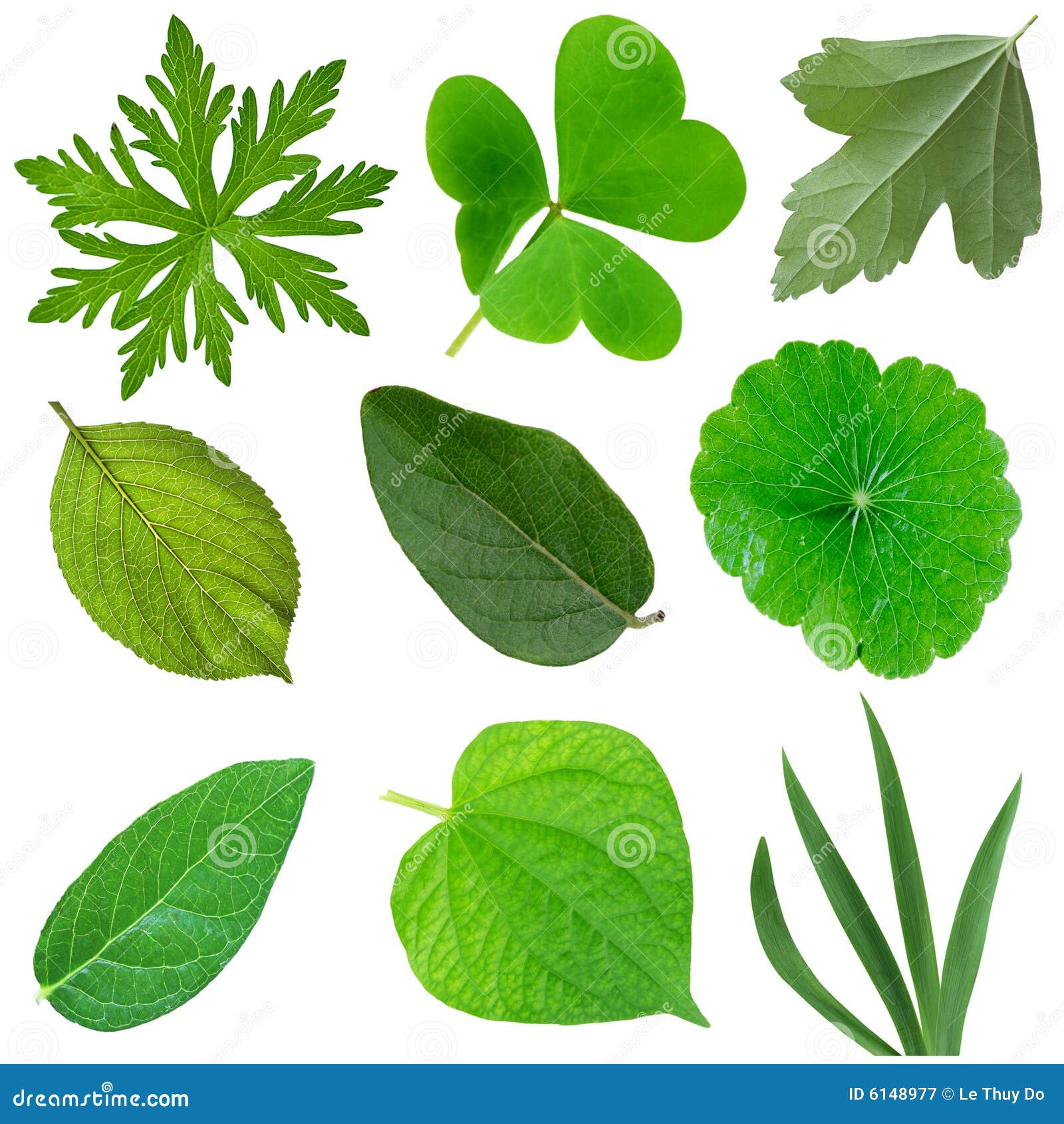 Leaves Set stock image. Image of crances, hydrangea, summmer - 6148977