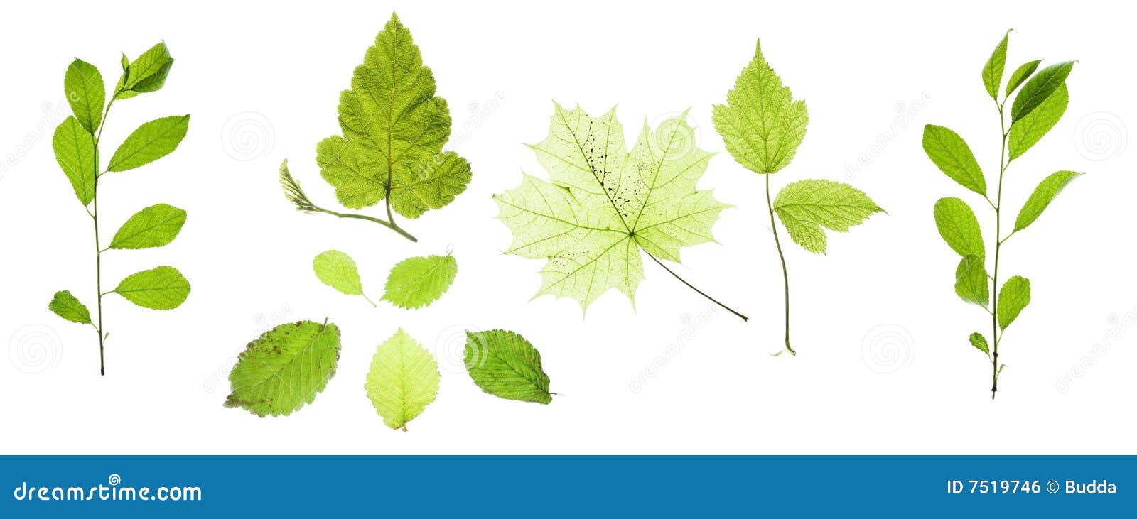 Leaves set stock photo. Image of leaf, nature, background - 7519746