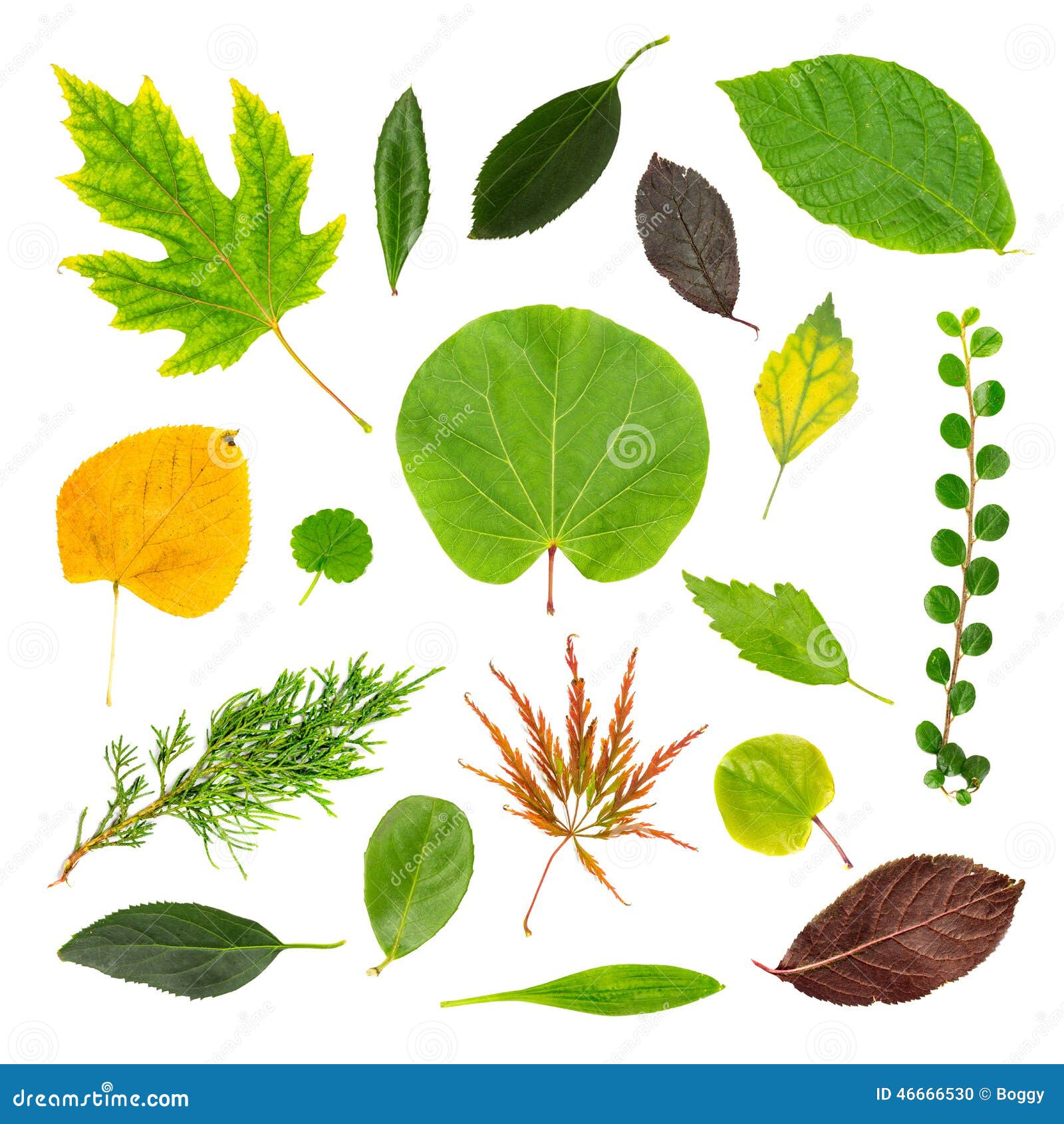 Leaves set stock photo. Image of light, branch, season - 46666530