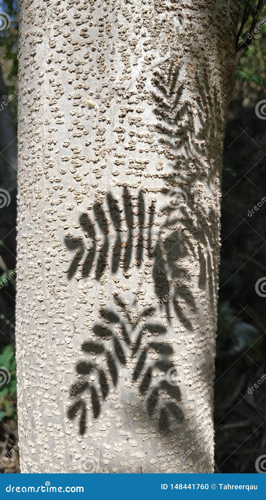 Leaves Shadow on a Tree Trunk Stock Photo - Image of print, trees ...