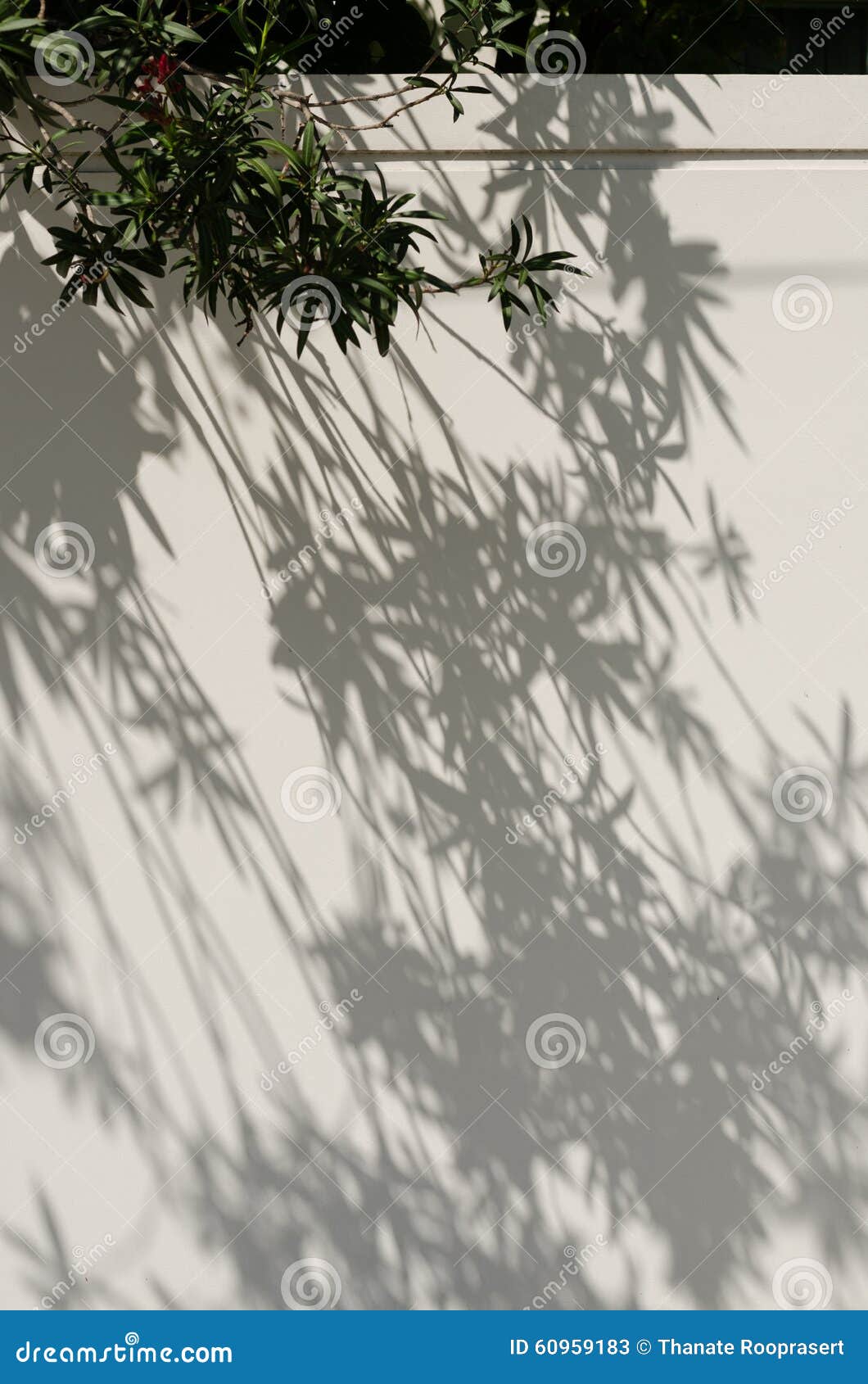 Leaves shadow on the wall. stock image. Image of pattern - 60959183