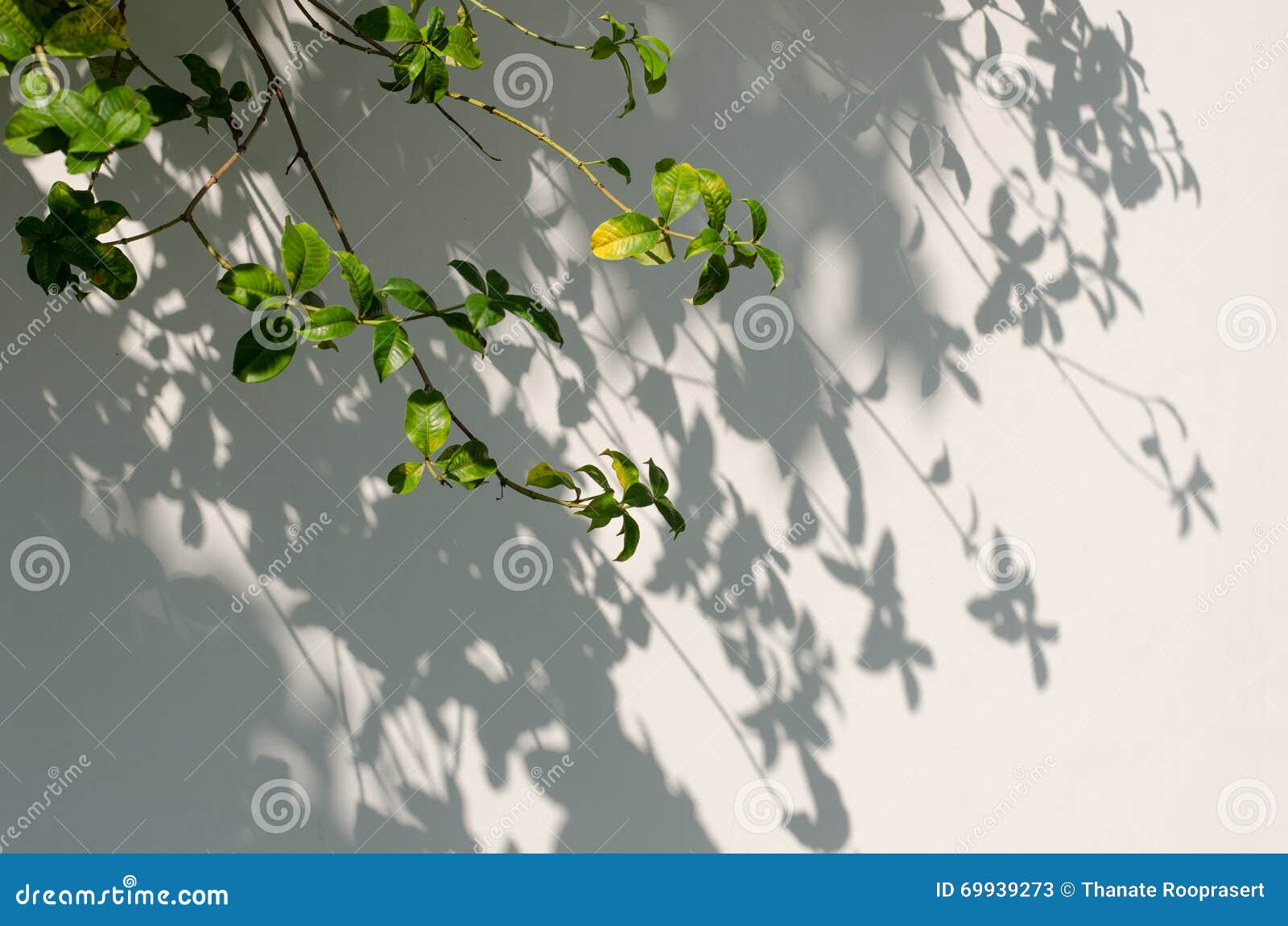 Leaves shadow on the wall. stock image. Image of monotone - 69939273