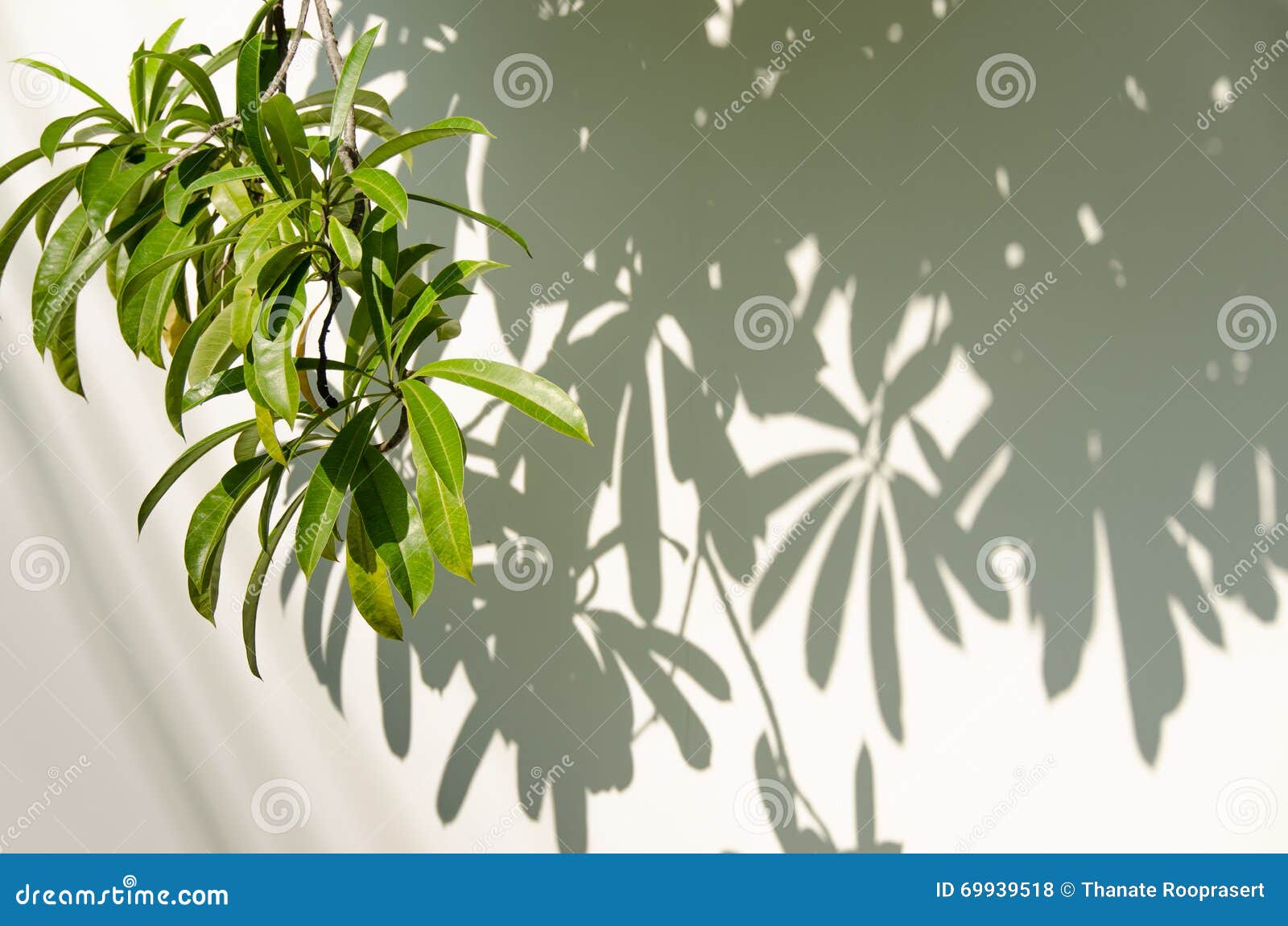 Leaves shadow on the wall. stock photo. Image of branch - 69939518