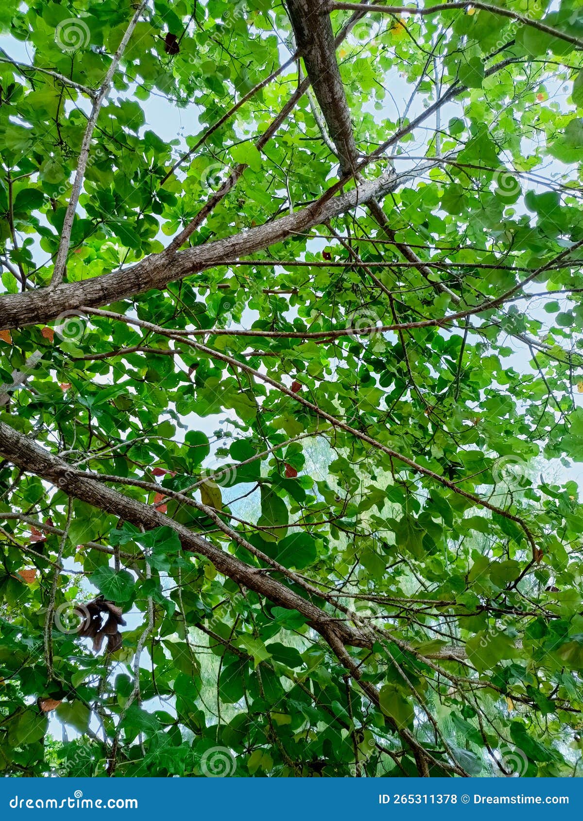 Leaves on Shady Tree Branches Stock Photo - Image of leaves, plant ...