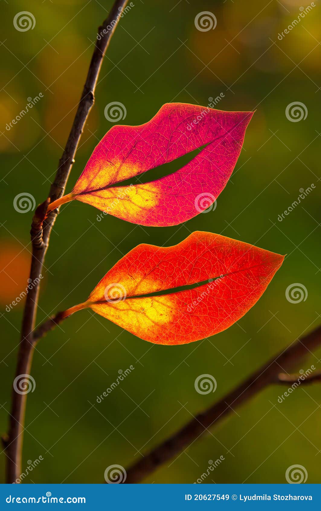 Leaves in the Shape of Lips Stock Image - Image of outdoors, yellow ...