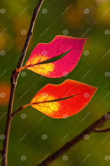 Leaves in the Shape of Lips Stock Image - Image of outdoors, yellow ...