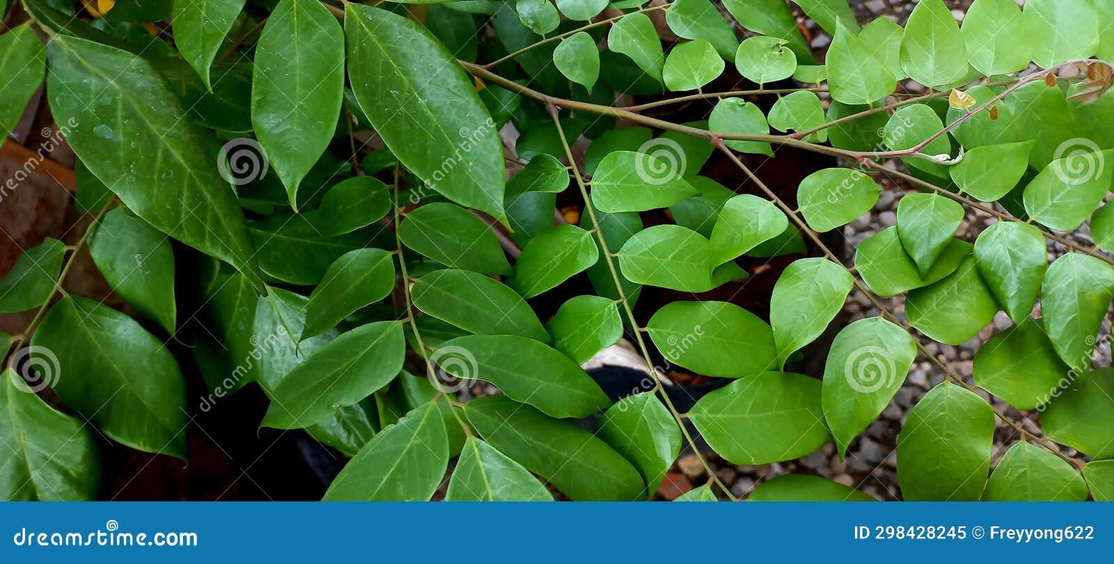 Close Up View of Star Fruit Fruit Leaves Shape Stock Image - Image of ...
