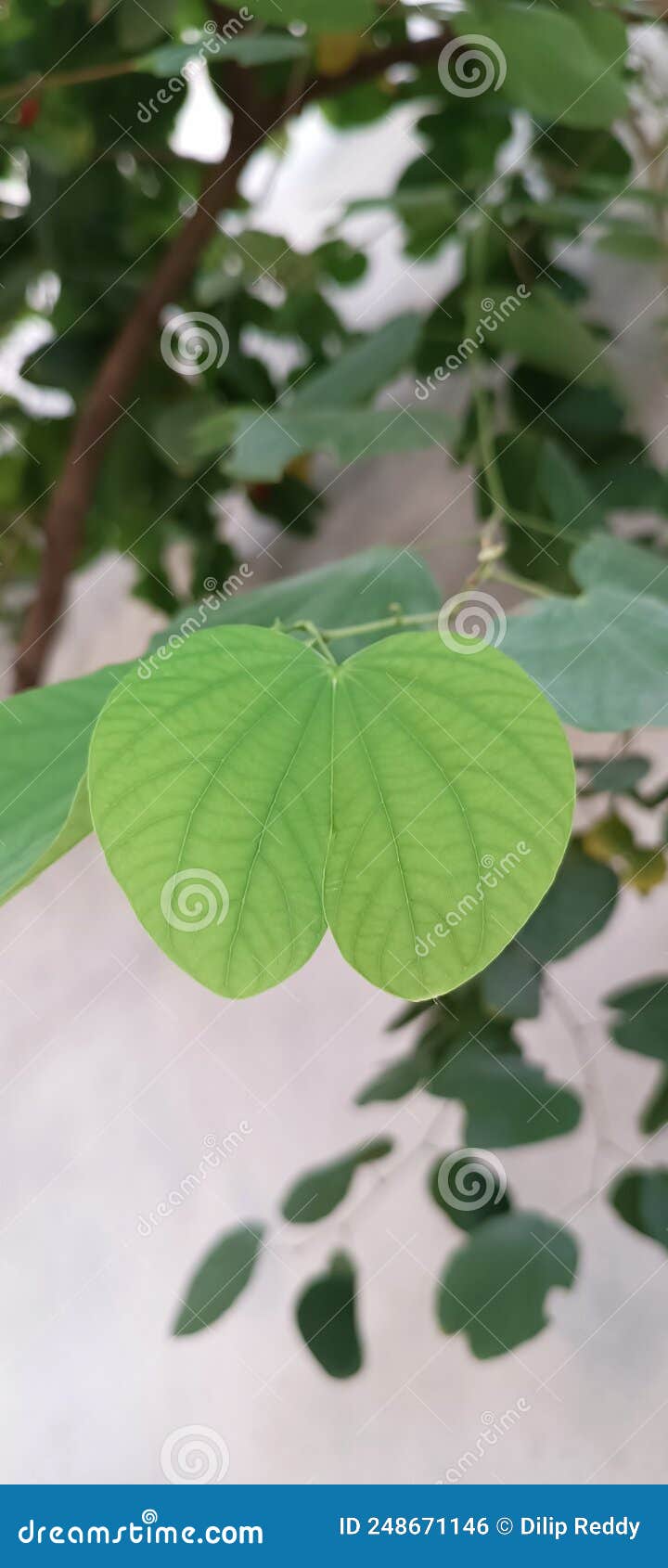 The Leaves are Shaped Like Apples, Stock Photo - Image of tree, shape ...