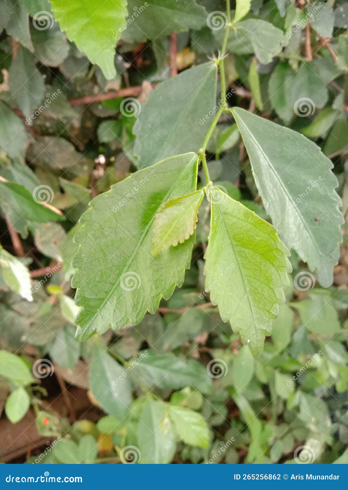 The Leaves are Shaped Like a Side Saw, the Edges are Interesting Stock ...