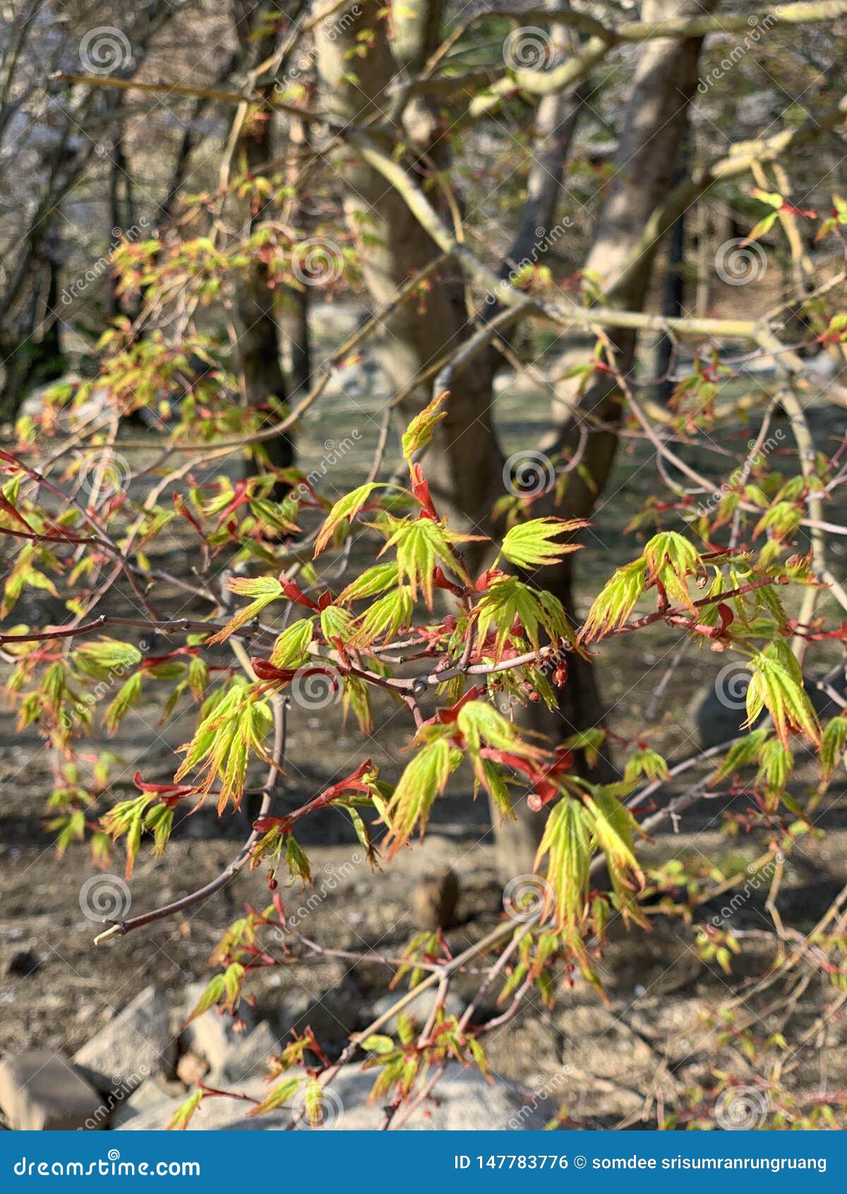 Leaves with a Sharp, Slender Shape Stock Photo - Image of background ...