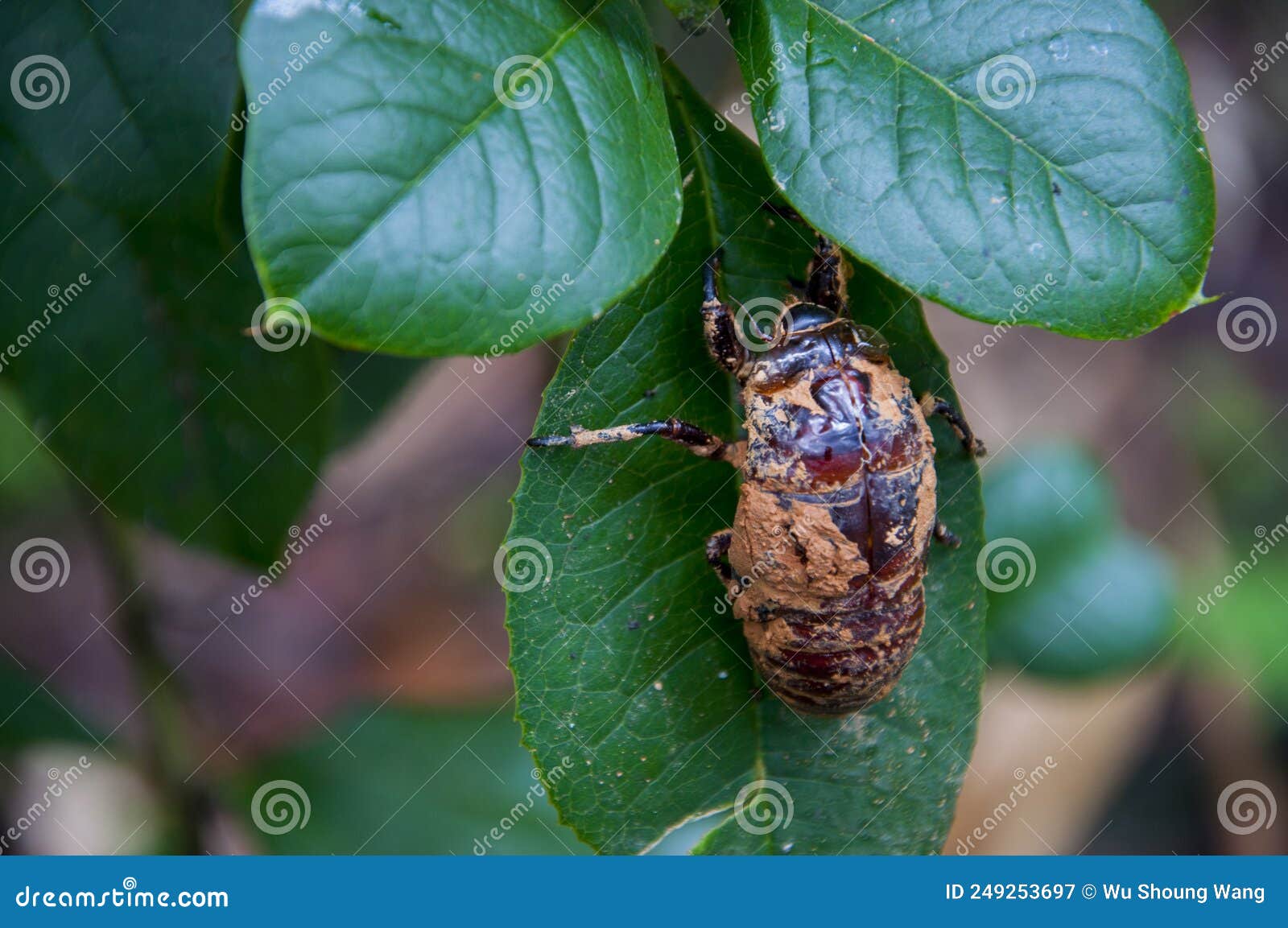 Leaves, Shelling, Insect Shells, Shells, Herbs Stock Image - Image of ...