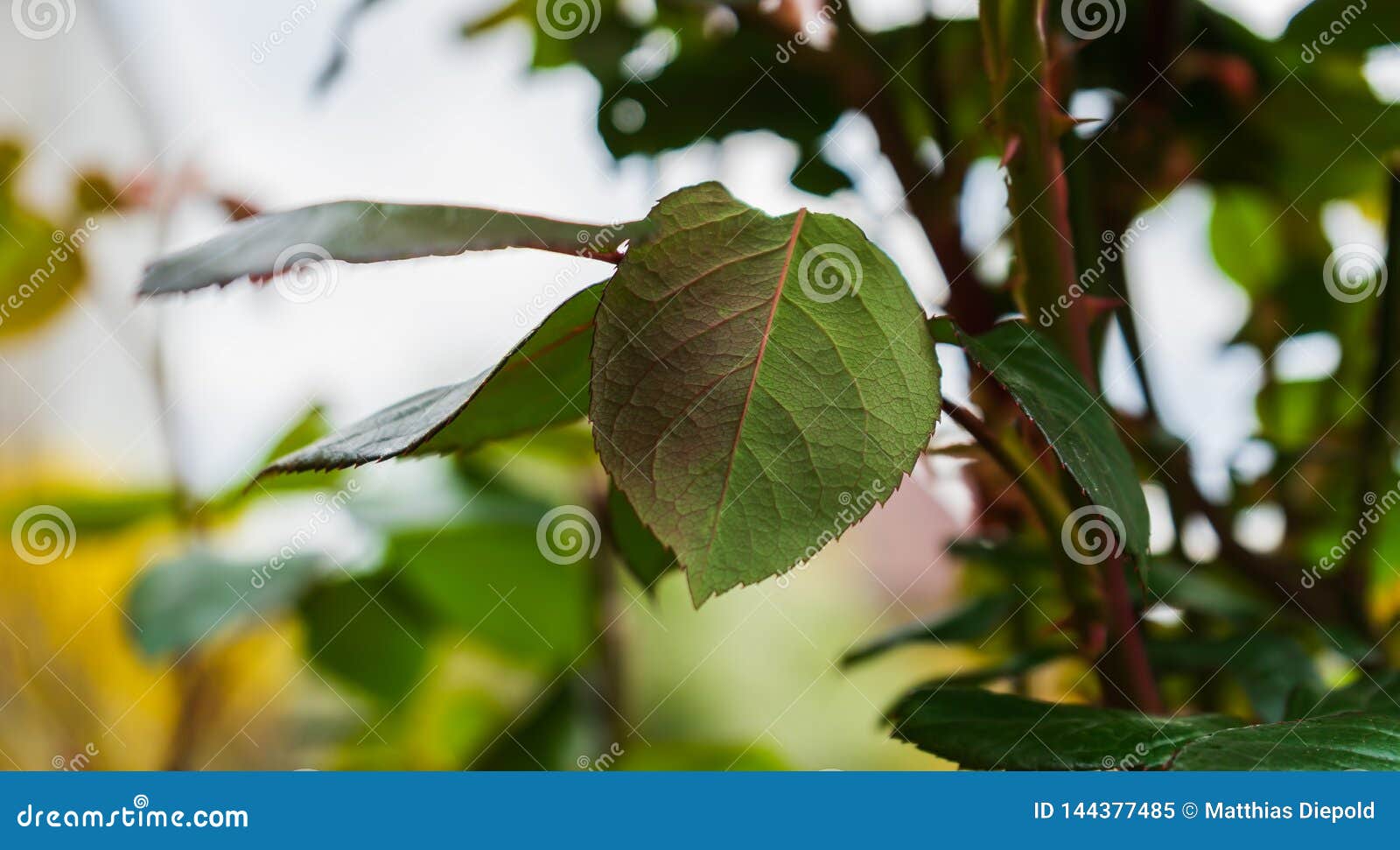 Leaves and Shoots on a Tree Stock Image - Image of fresh, environmental ...