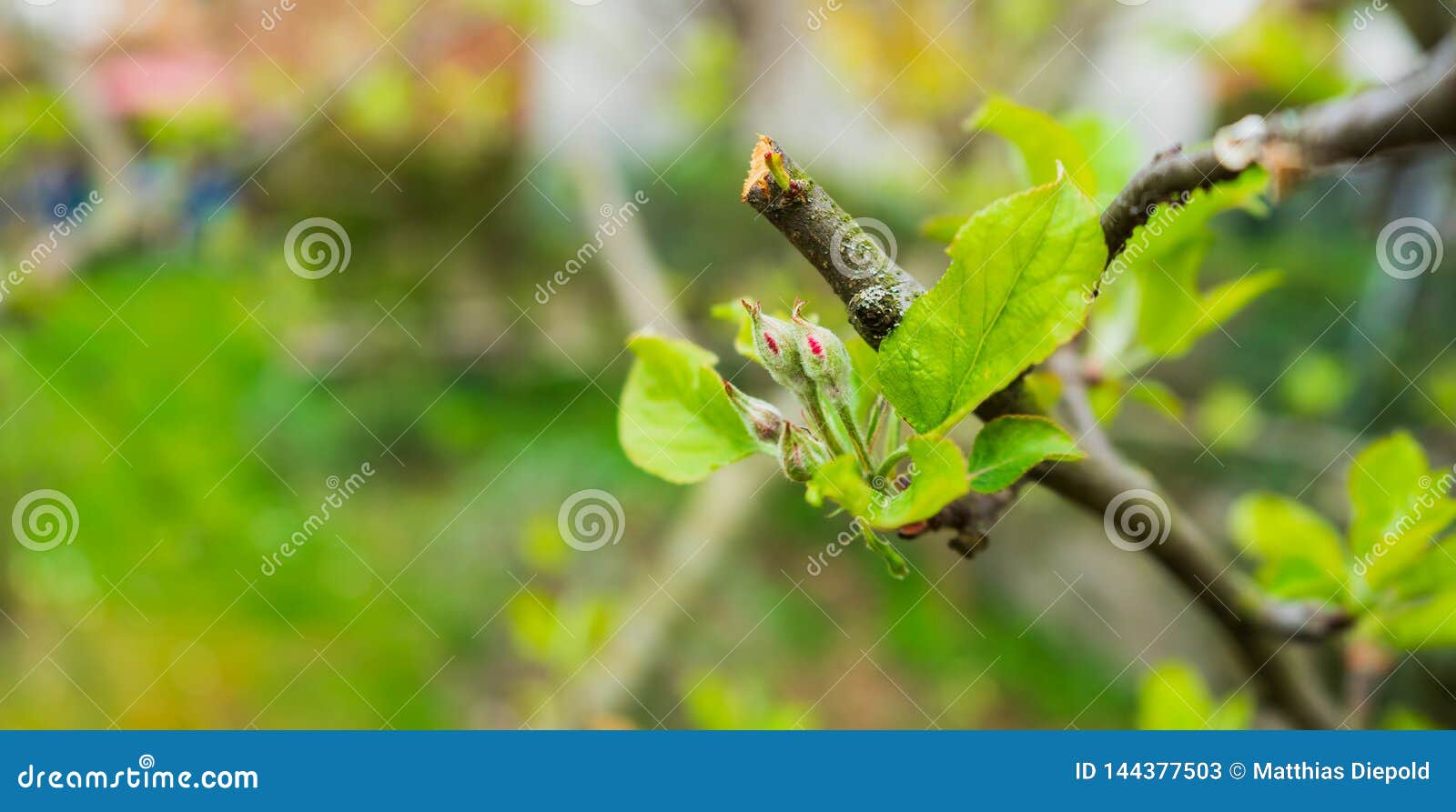 Leaves and Shoots on a Tree Stock Image - Image of concept, branch ...