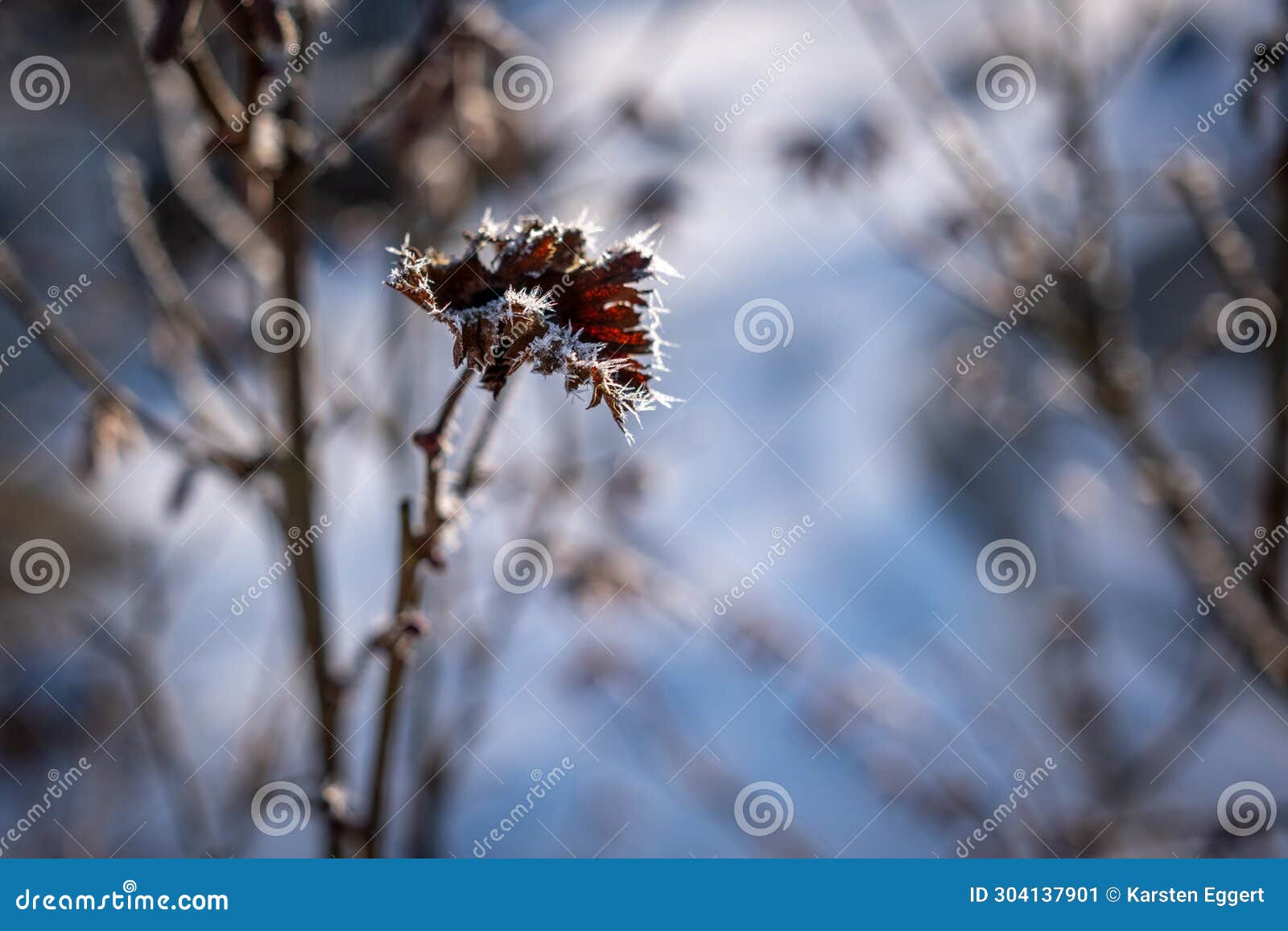 The Leaves of Shrubs are Covered in Icy Frost Stock Image - Image of leaf, closeup: 304137901