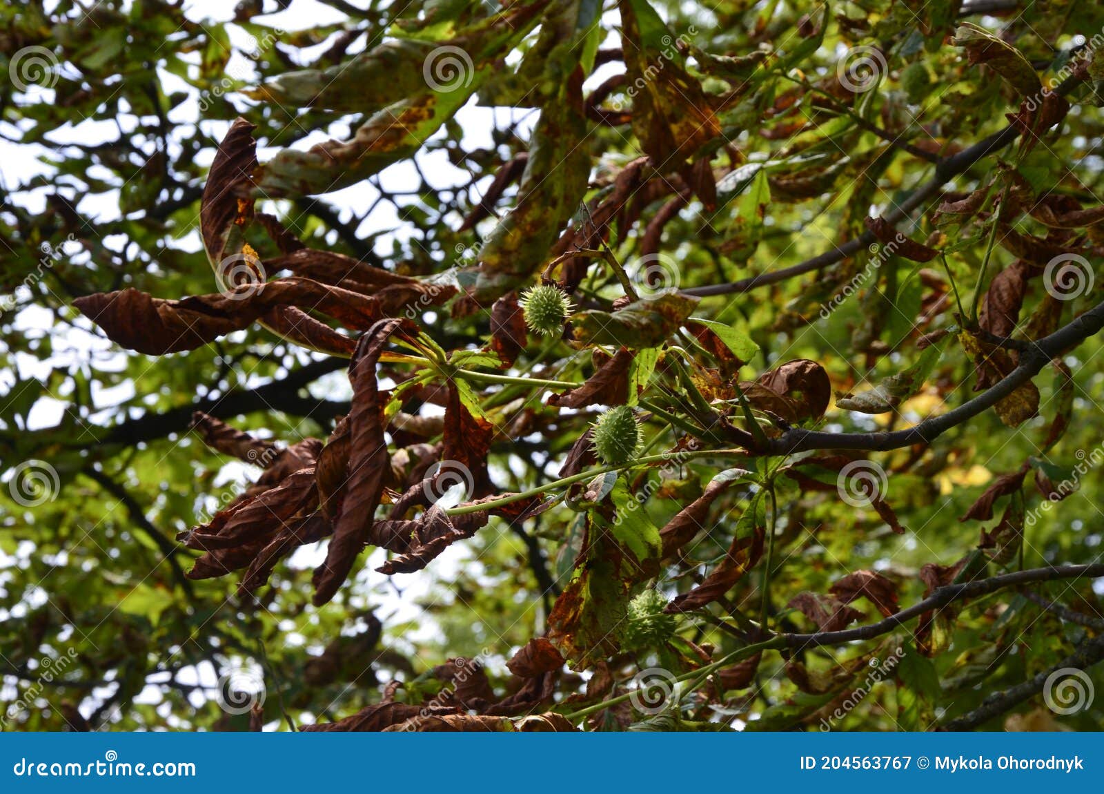 Leaves of the Chestnut Tree, Infested by the Chestnut Mining Moth Stock ...