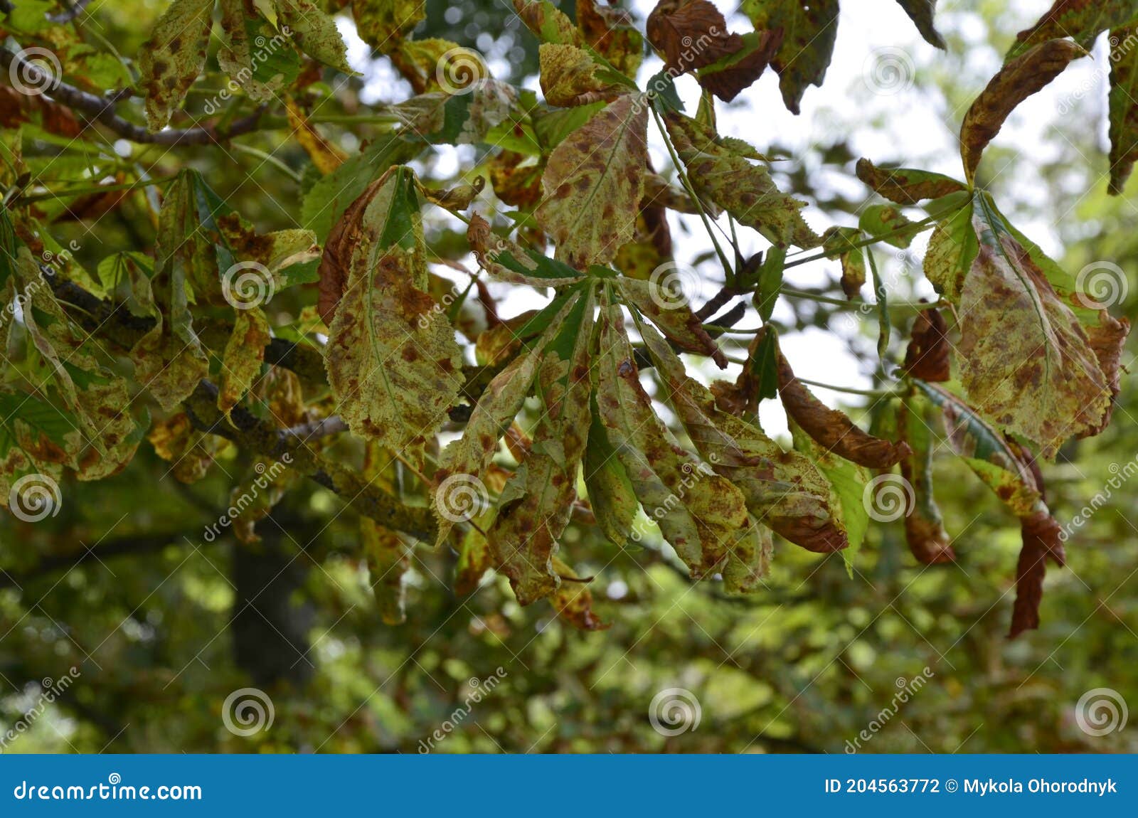 Leaves of the Chestnut Tree, Infested by the Chestnut Mining Moth Stock ...