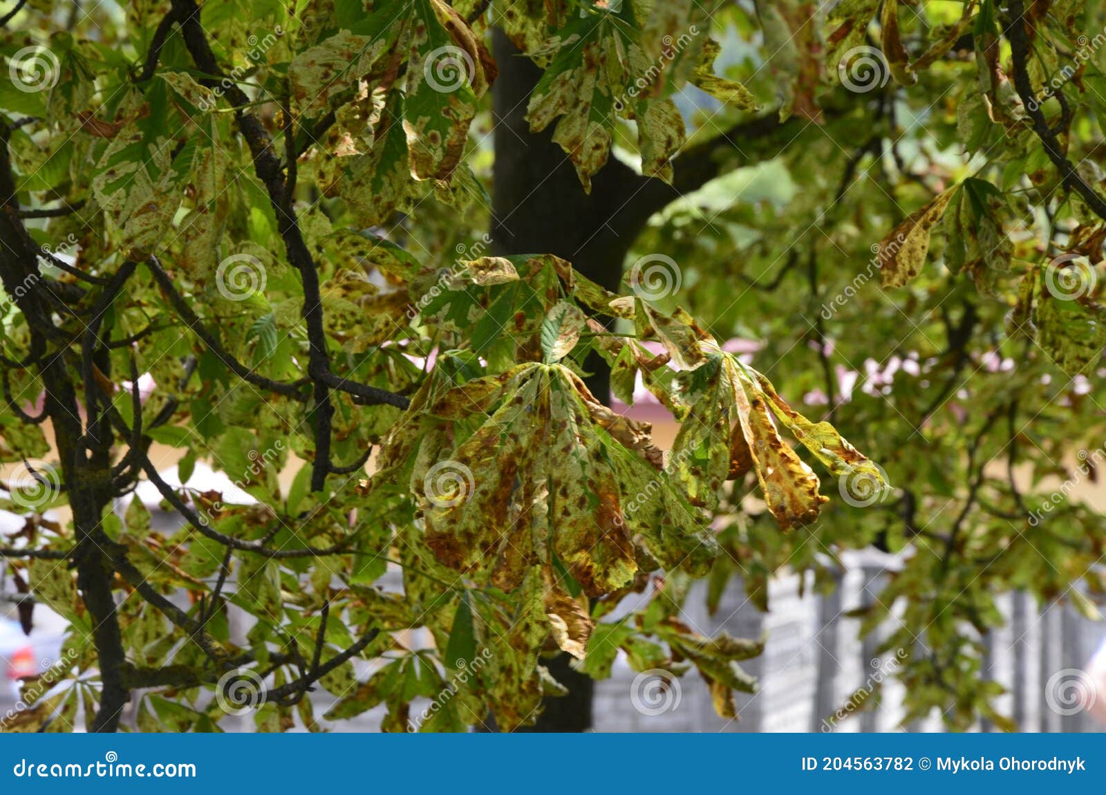 Leaves of the Chestnut Tree, Infested by the Chestnut Mining Moth Stock ...