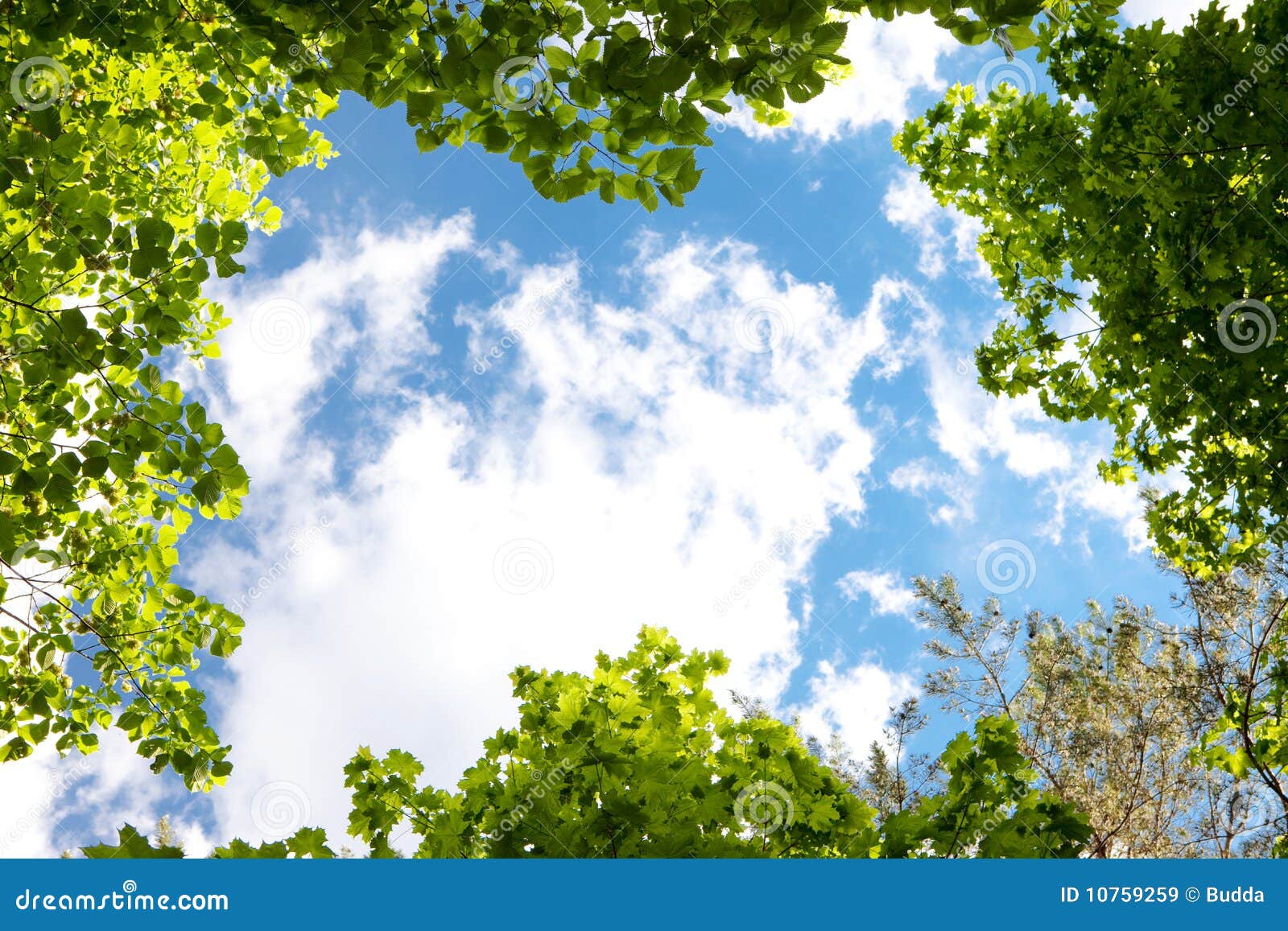 Leaves and sky stock image. Image of summer, frame, green - 10759259