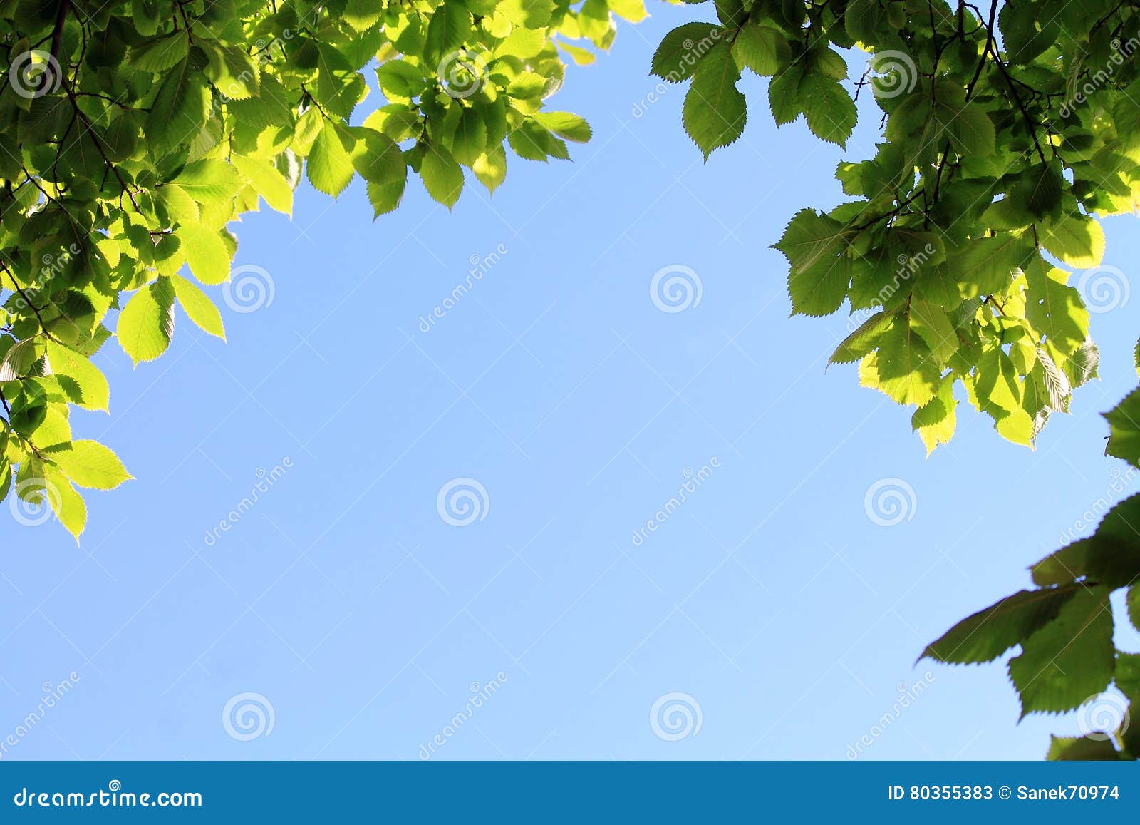 Leaves on sky background stock image. Image of summer - 80355383