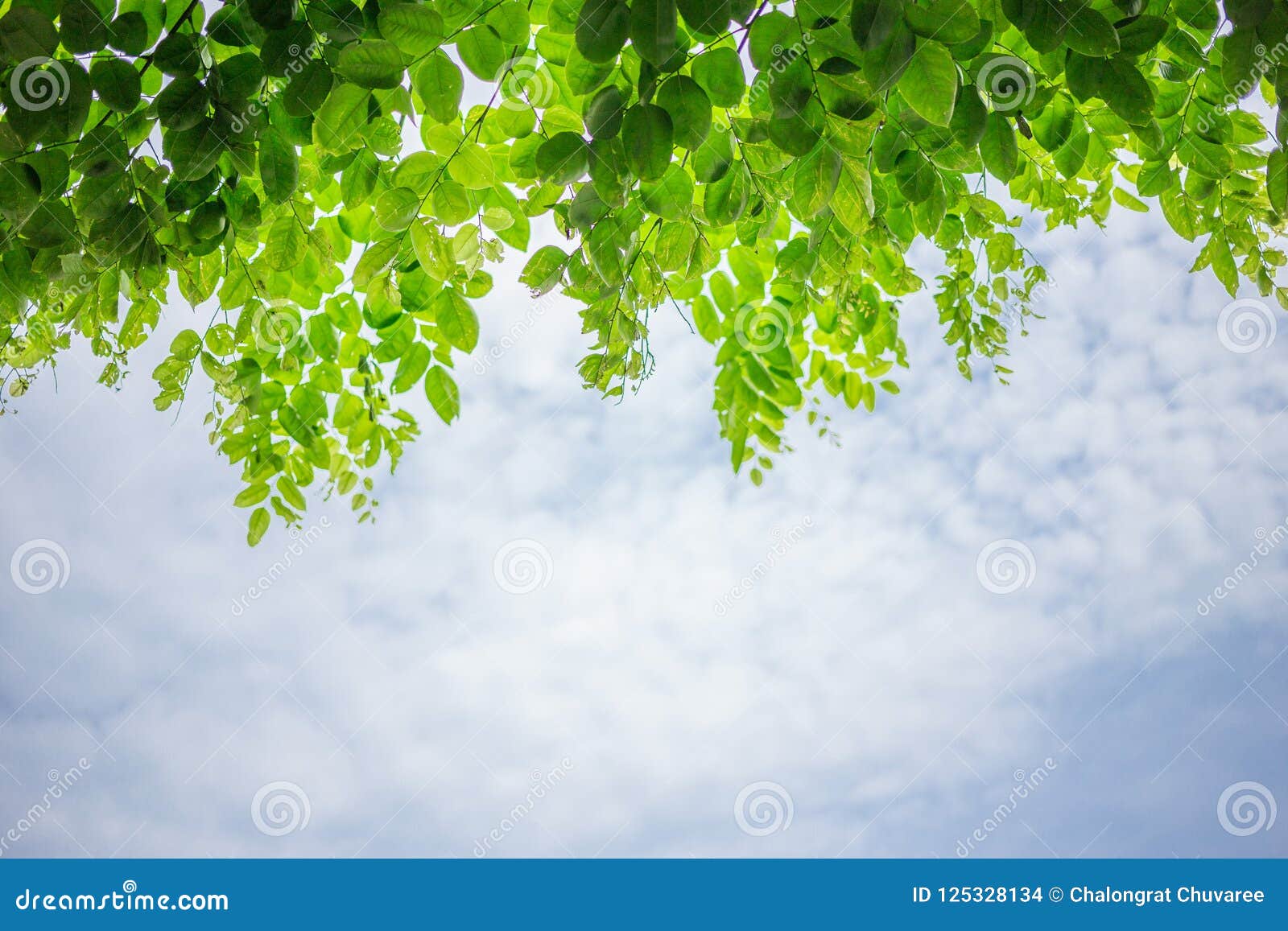 Leaves on the Sky and Clouds Stock Photo - Image of season, space ...