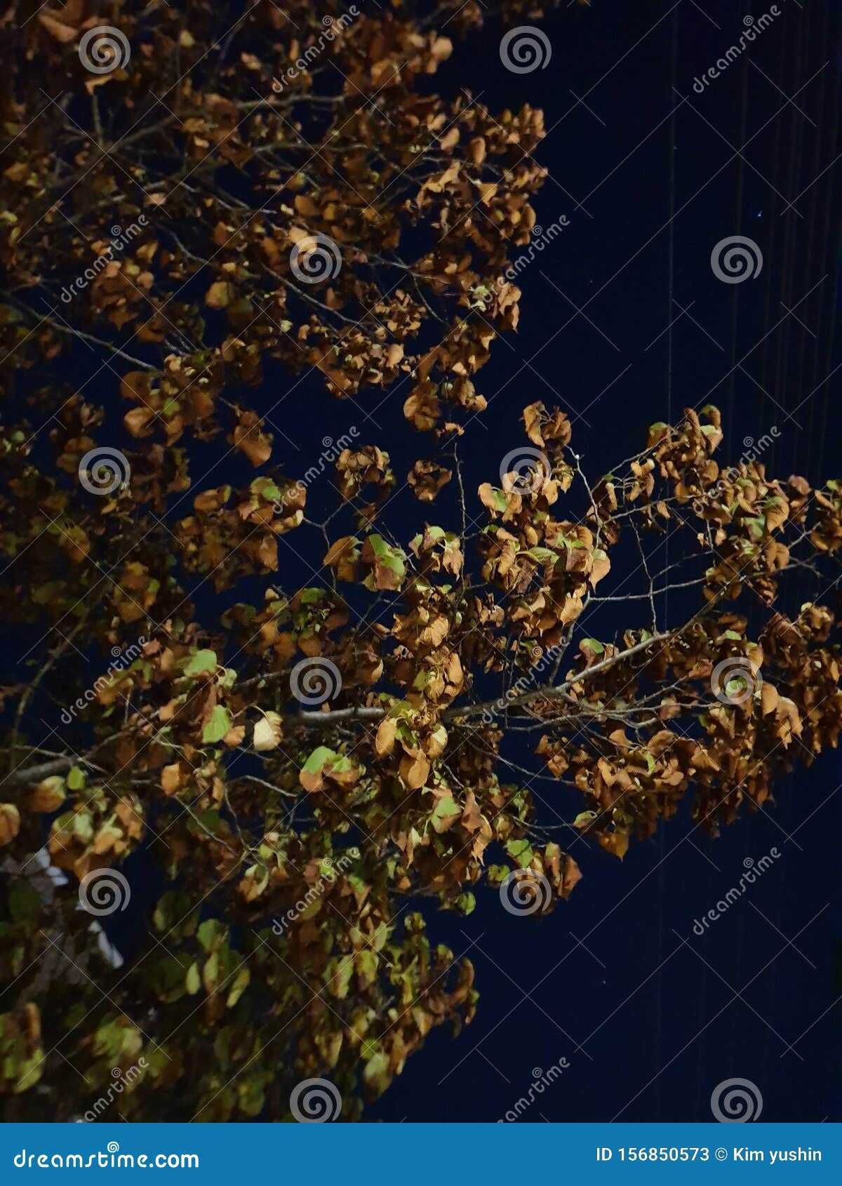 Leaves stock image. Image of leaves, tree, branch, night - 156850573
