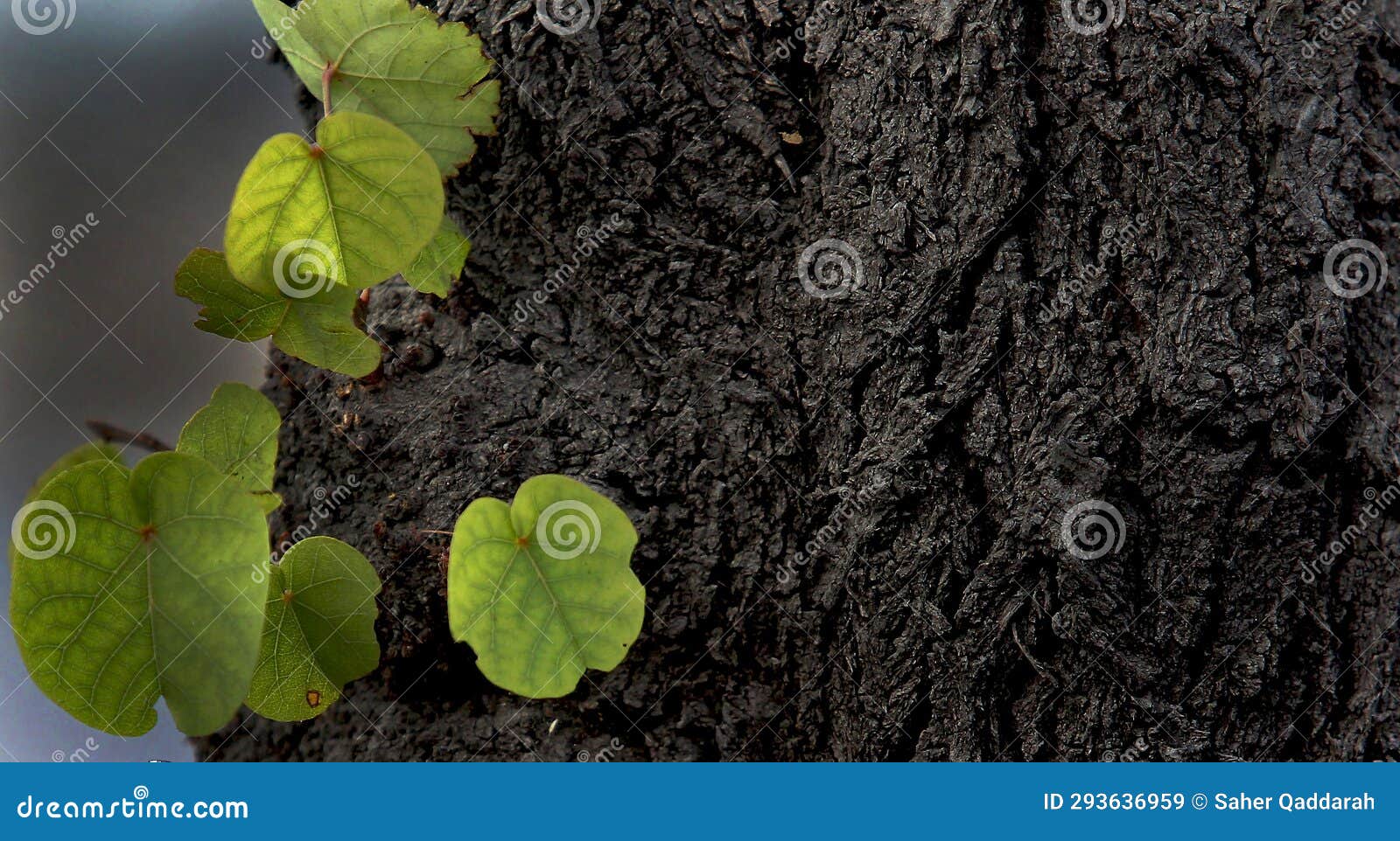 The leaves of a small tree stock image. Image of nature - 293636959
