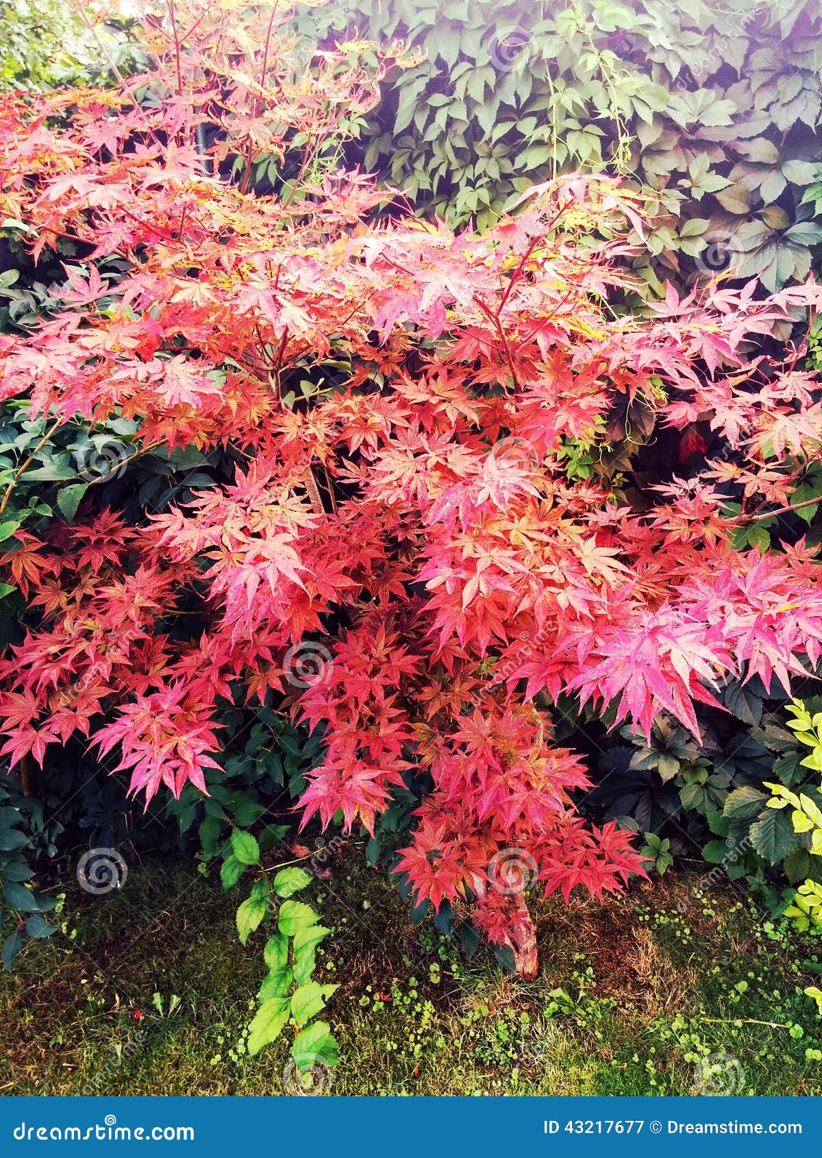 Leaves stock image. Image of trees, nice, small, magic - 43217677