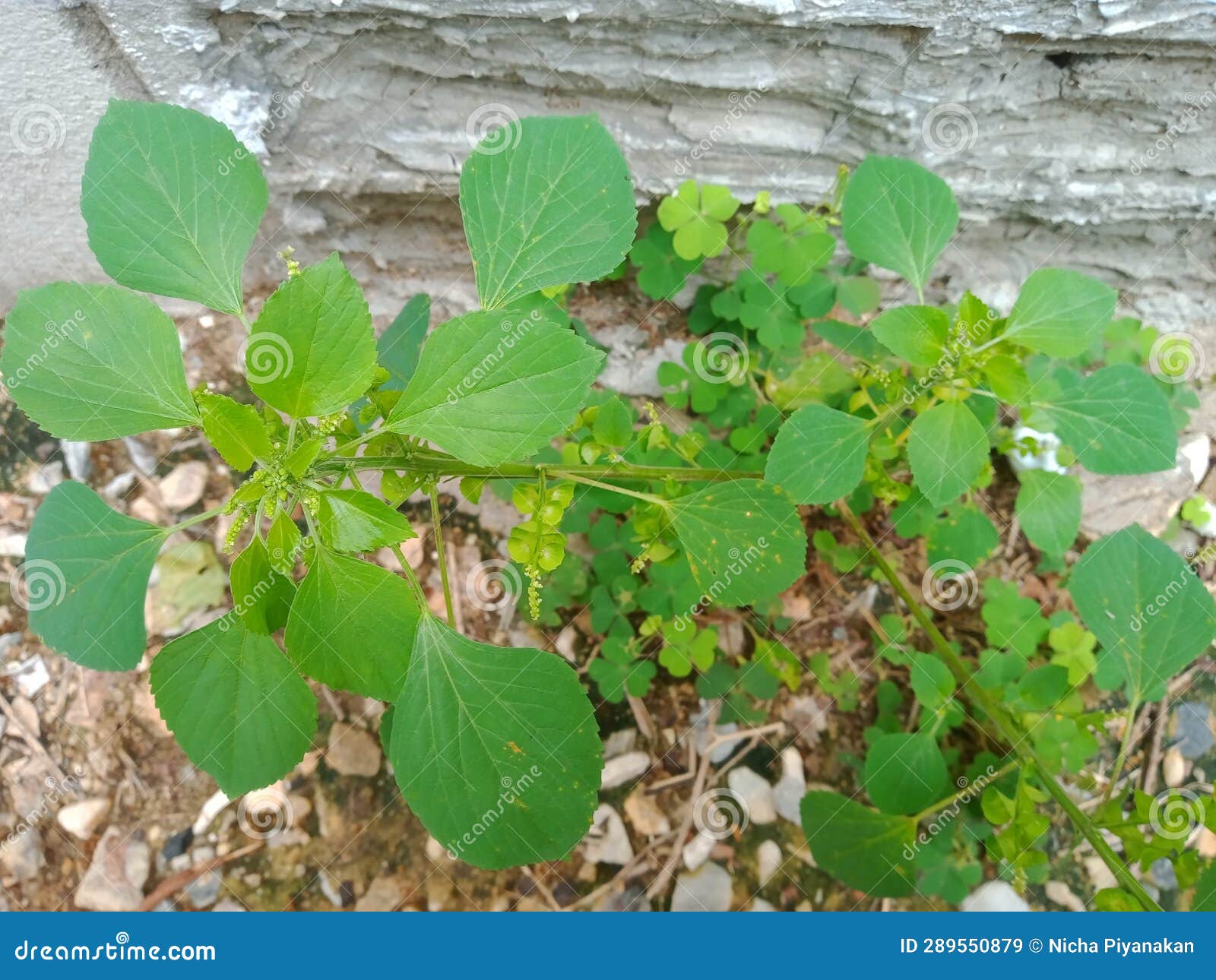 Leaves of Small Trees with Cracks in Rocks and Soil. Stock Image ...