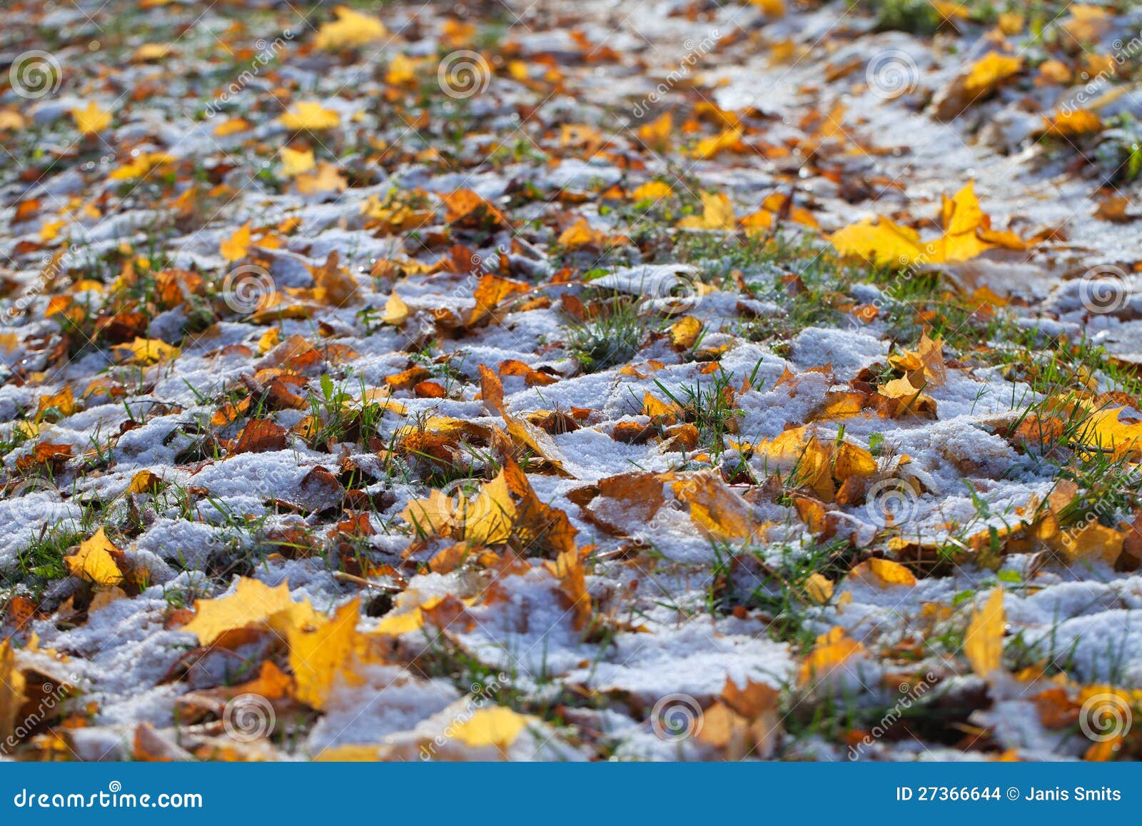 Leaves and snow. stock photo. Image of outdoor, snow - 27366644