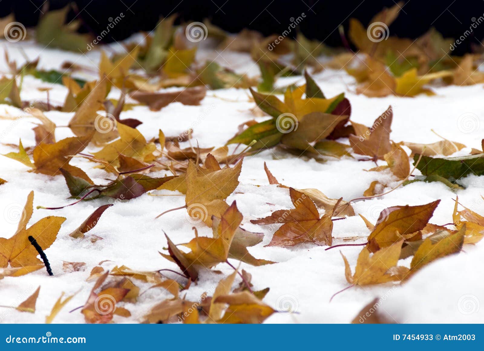 Leaves on snow stock image. Image of fallen, last, leaves - 7454933