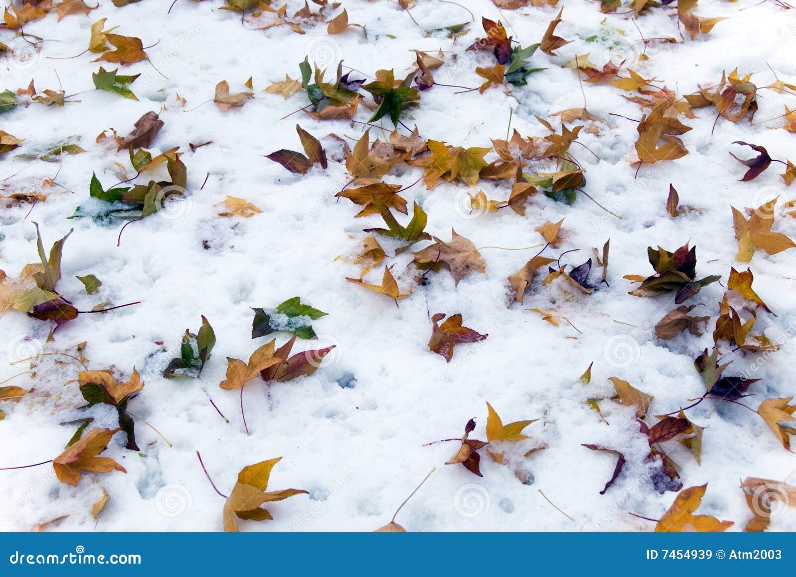 Leaves on snow stock image. Image of christmas, frozen - 7454939