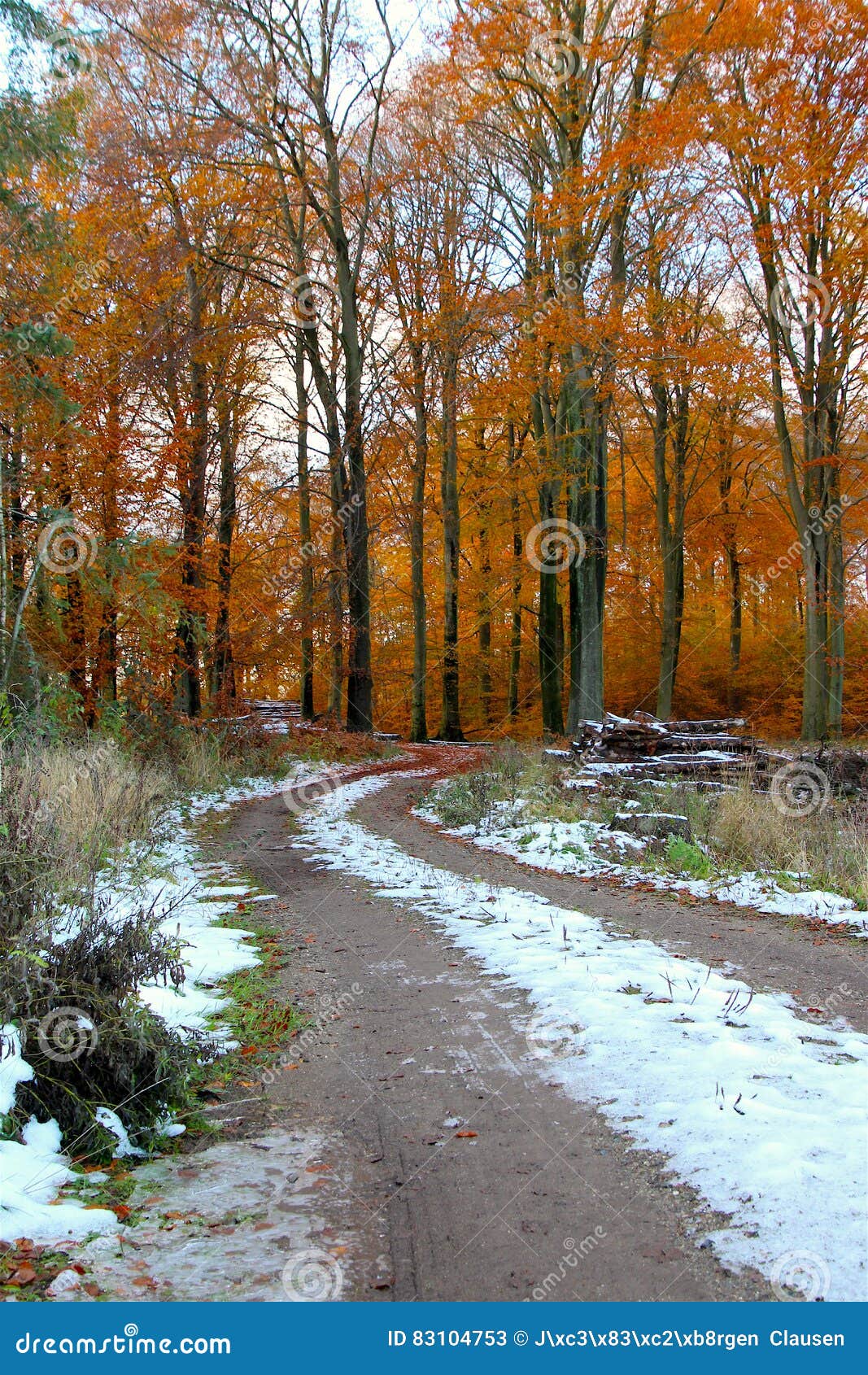 Leaves and Snow Coated Twisted Forest Trail Stock Image - Image of ...