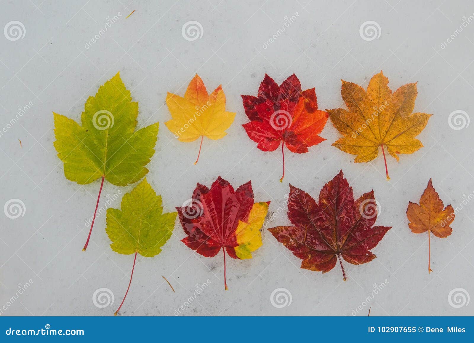 Color fall leaves in snow stock image. Image of minimalism - 102907655