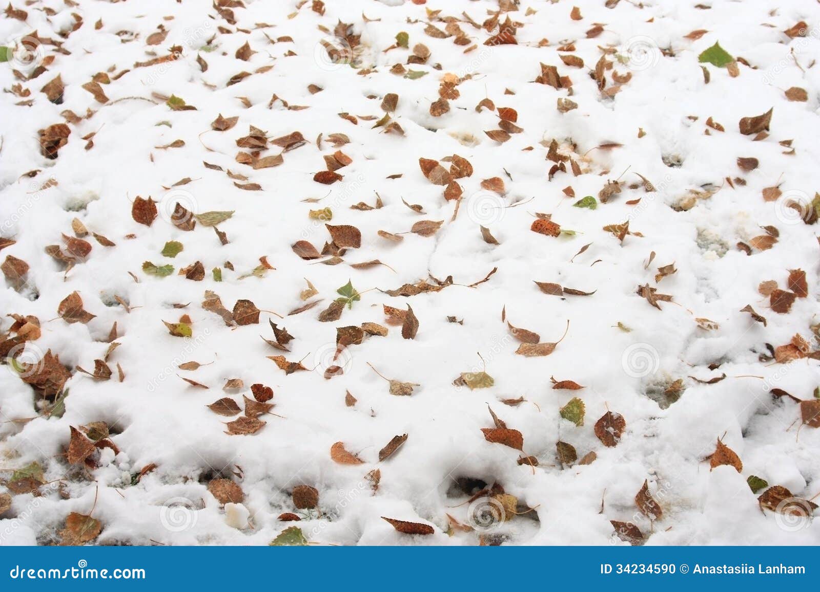 Leaves in the snow stock photo. Image of texture, nature - 34234590