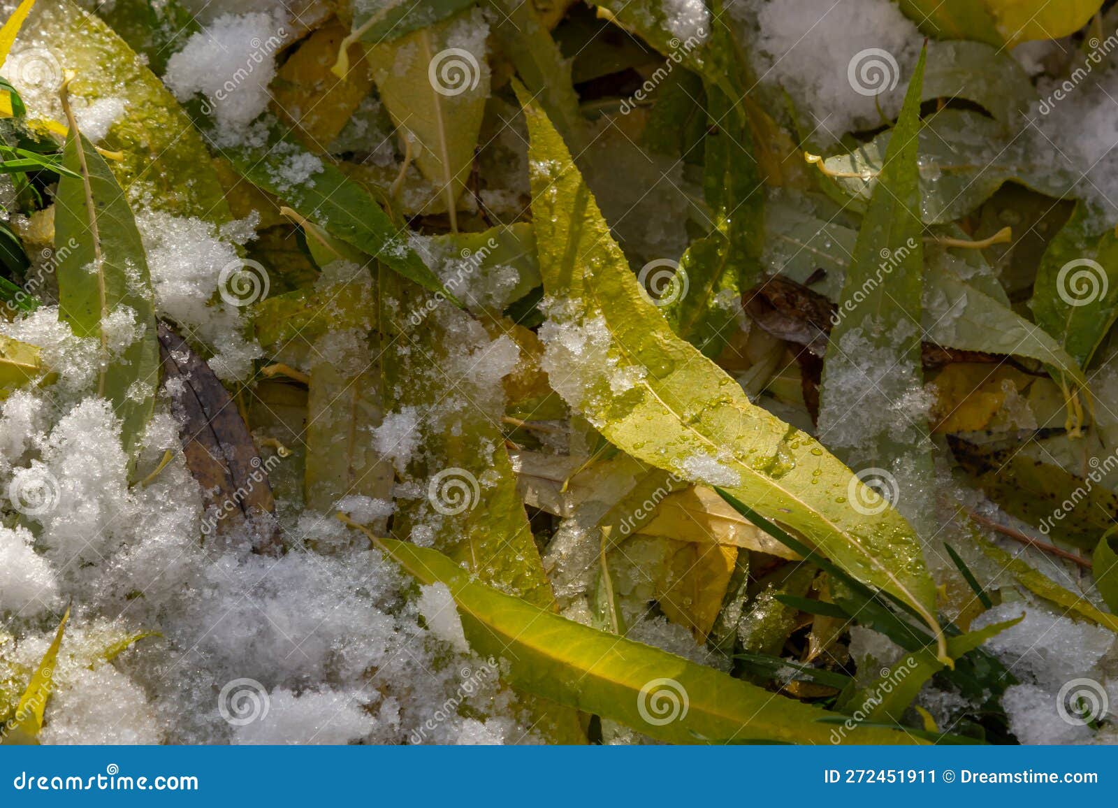 Leaves on the Snow, Yellow Leaves on the Snow Stock Image - Image of ...